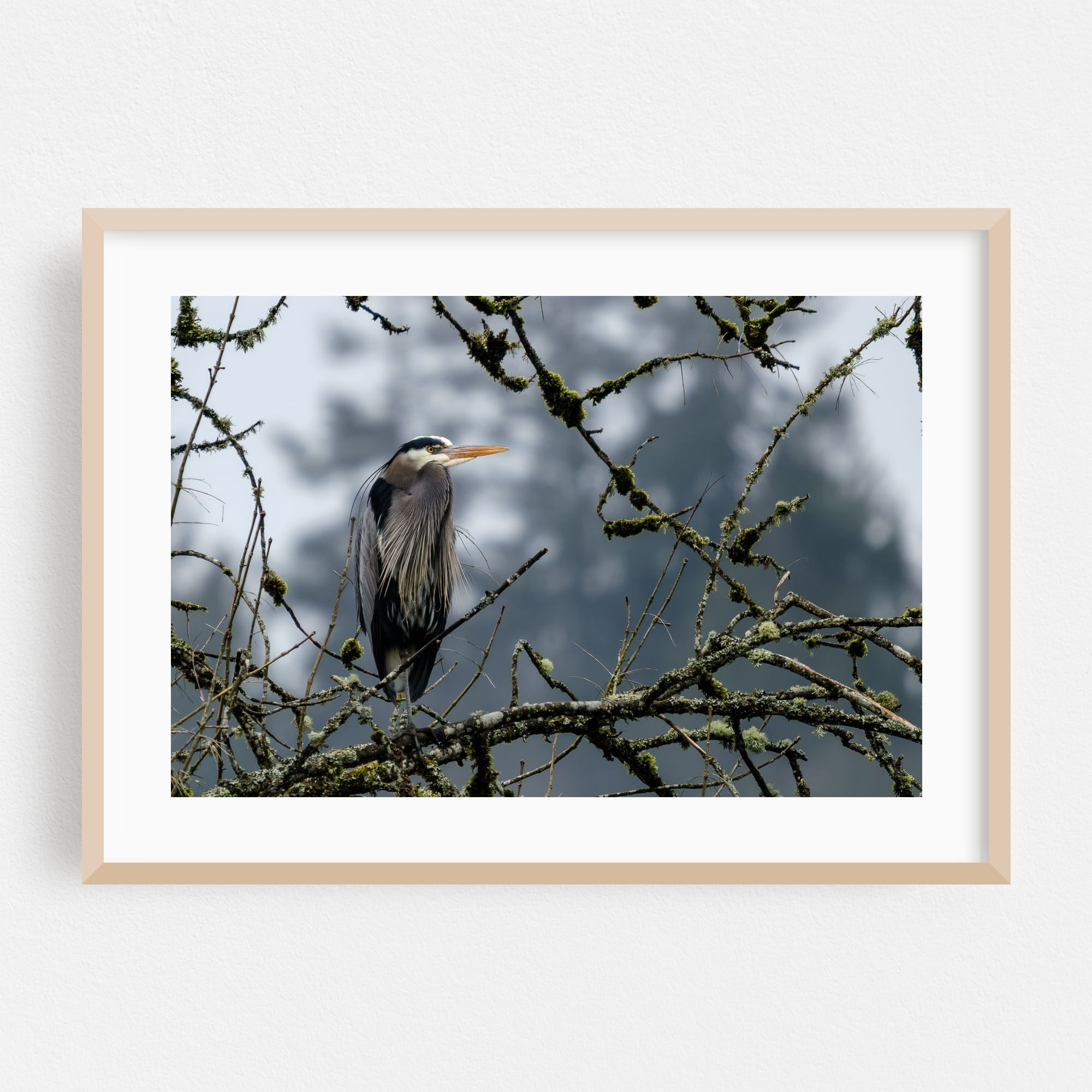 Majestic Perch - Rainier Oregon Photography Wildlife Bird Nature ...