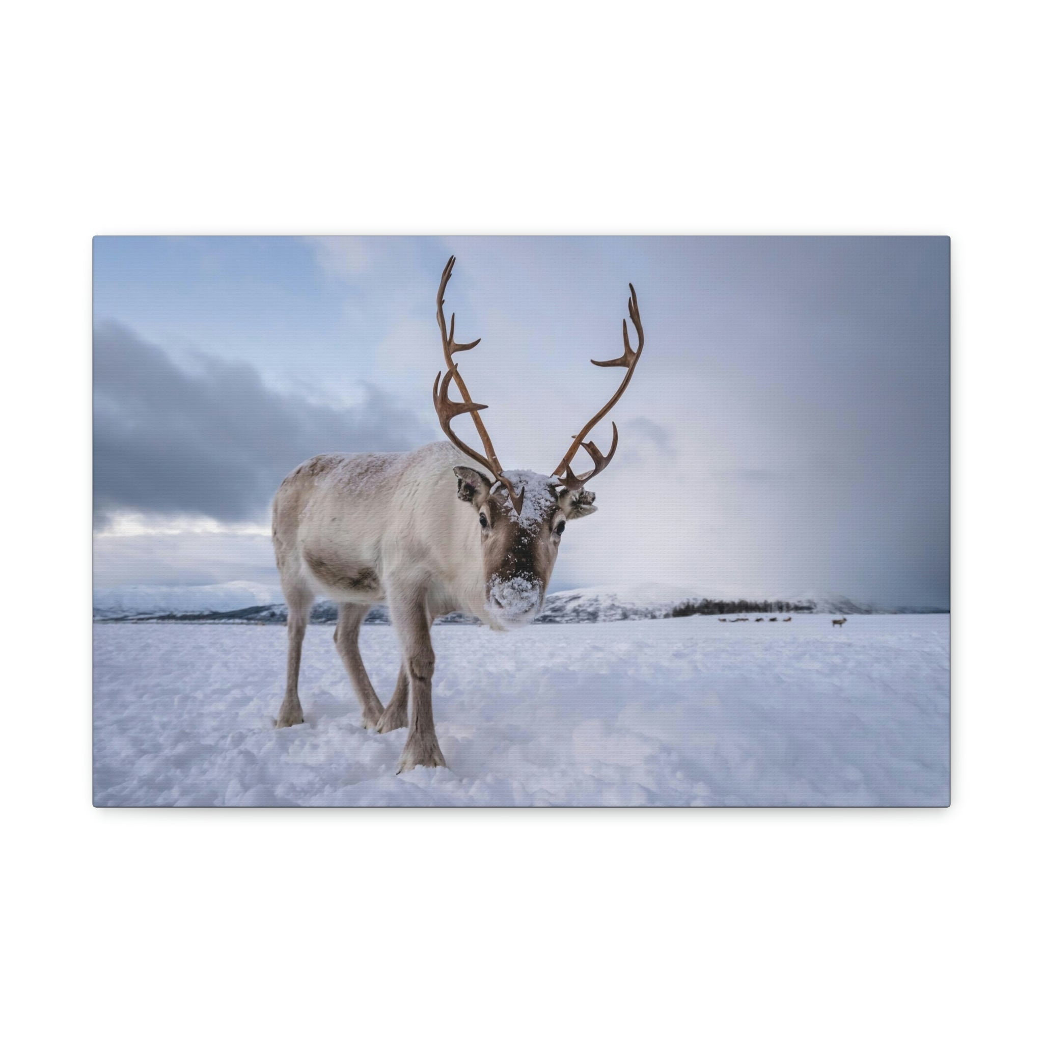 Majestic Reindeer Art Majestic Reindeer Print Animal Wall Art Wildlife ...