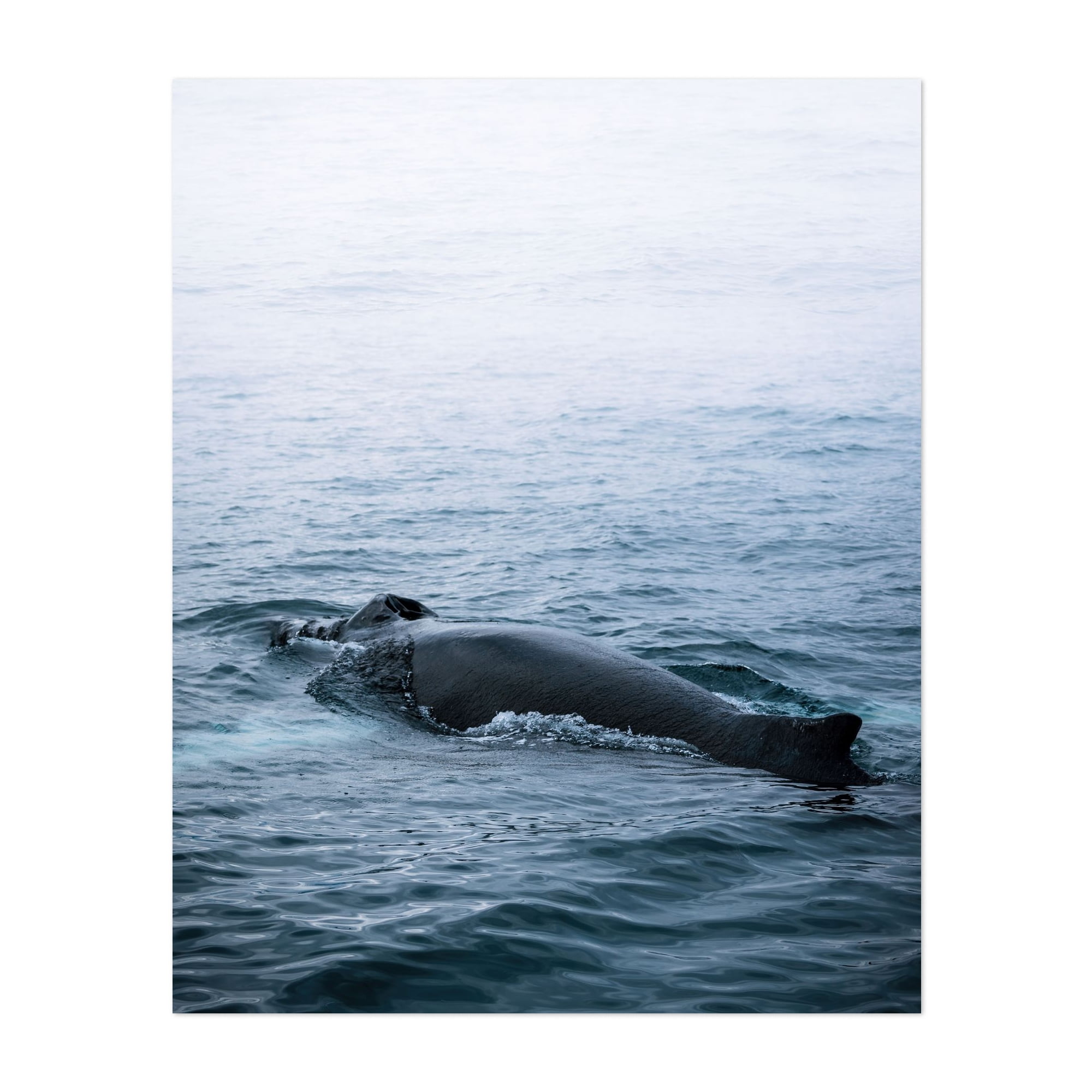 Majestic Respite - Iceland Photography Ocean Wildlife Seascape Nature ...