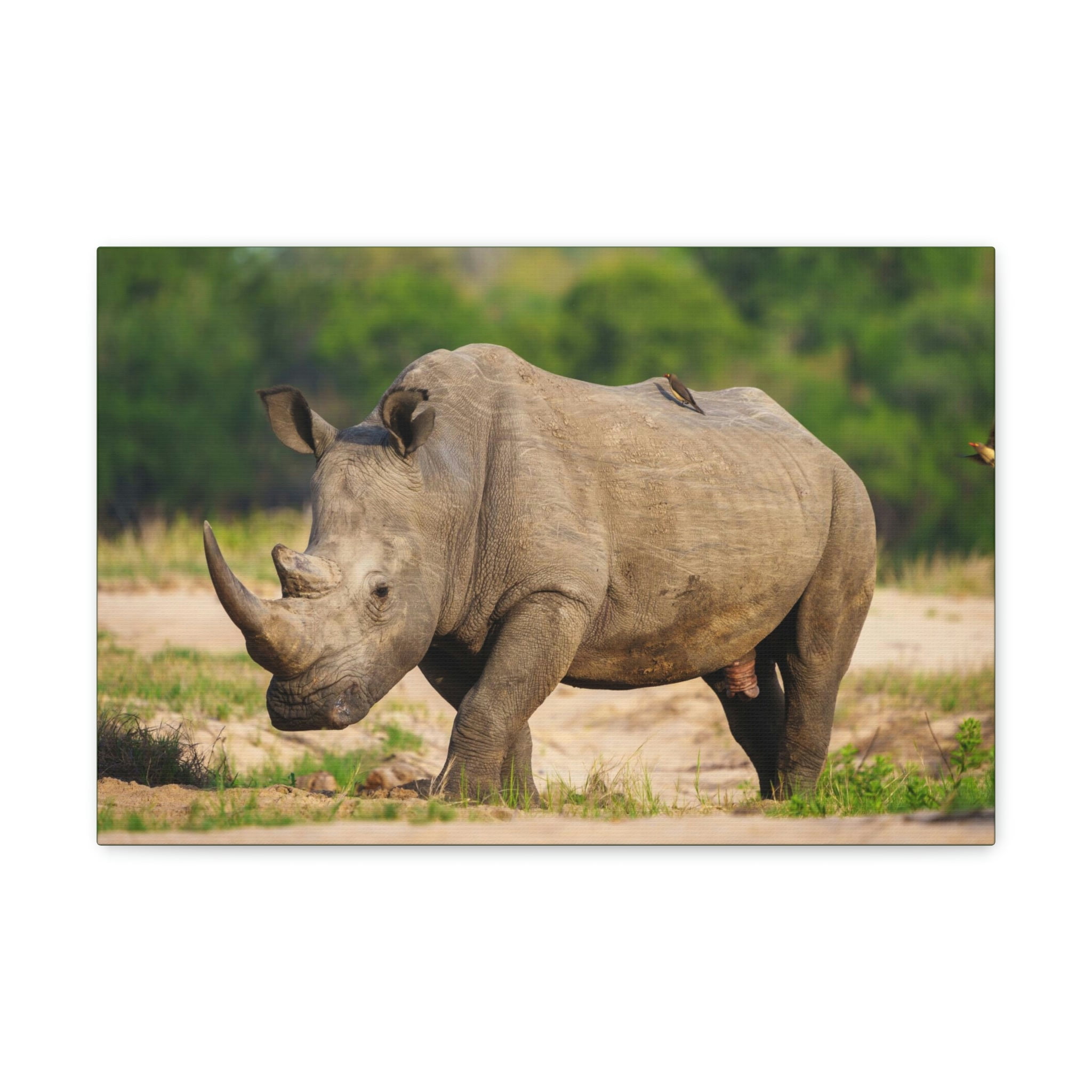 Majestic Rhinoceros Art Majestic Rhinoceros Print Animal Wall Art ...