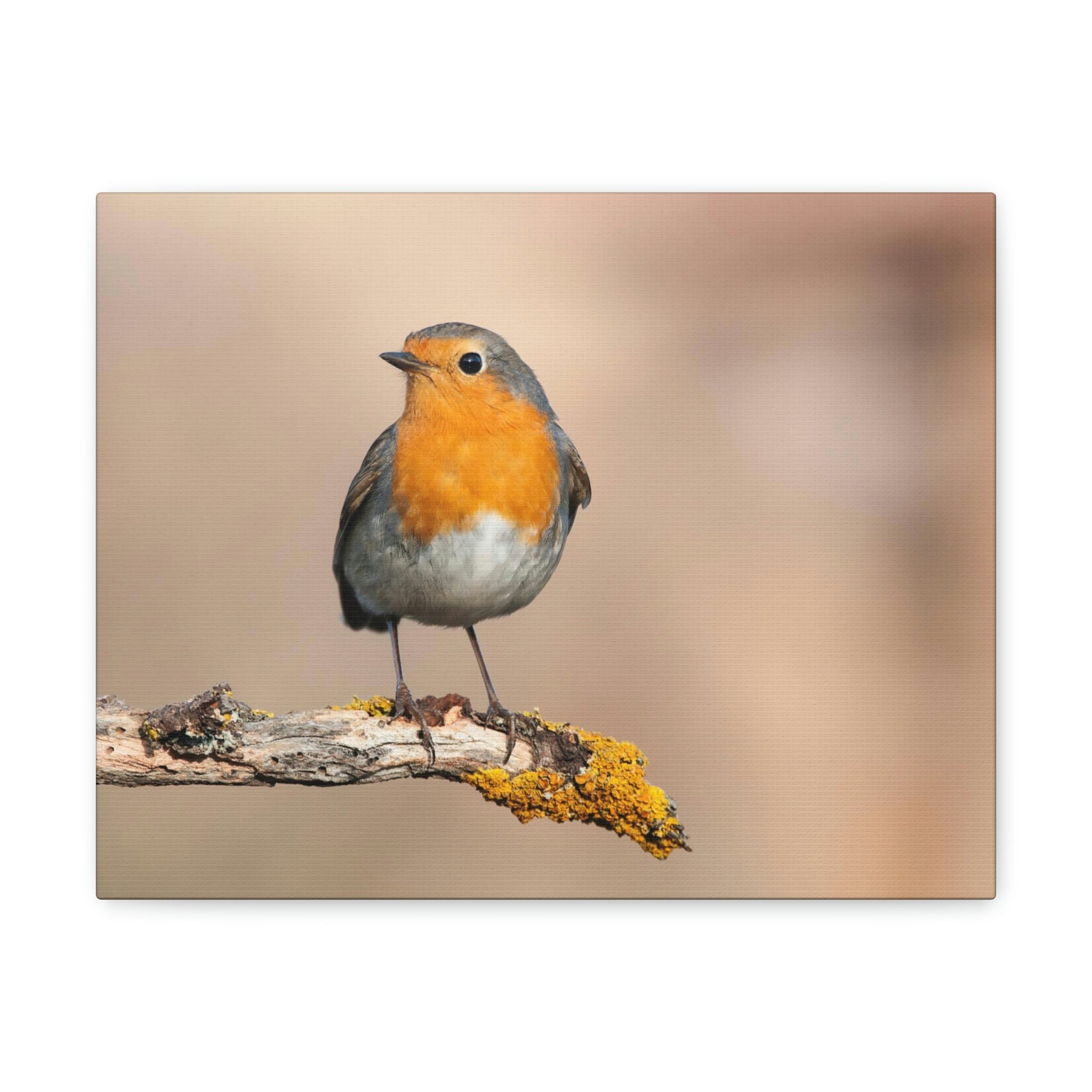 Majestic Robin Art Majestic Robin Satanding on a Branch Print Animal Wall Art Wildlife Canvas ...