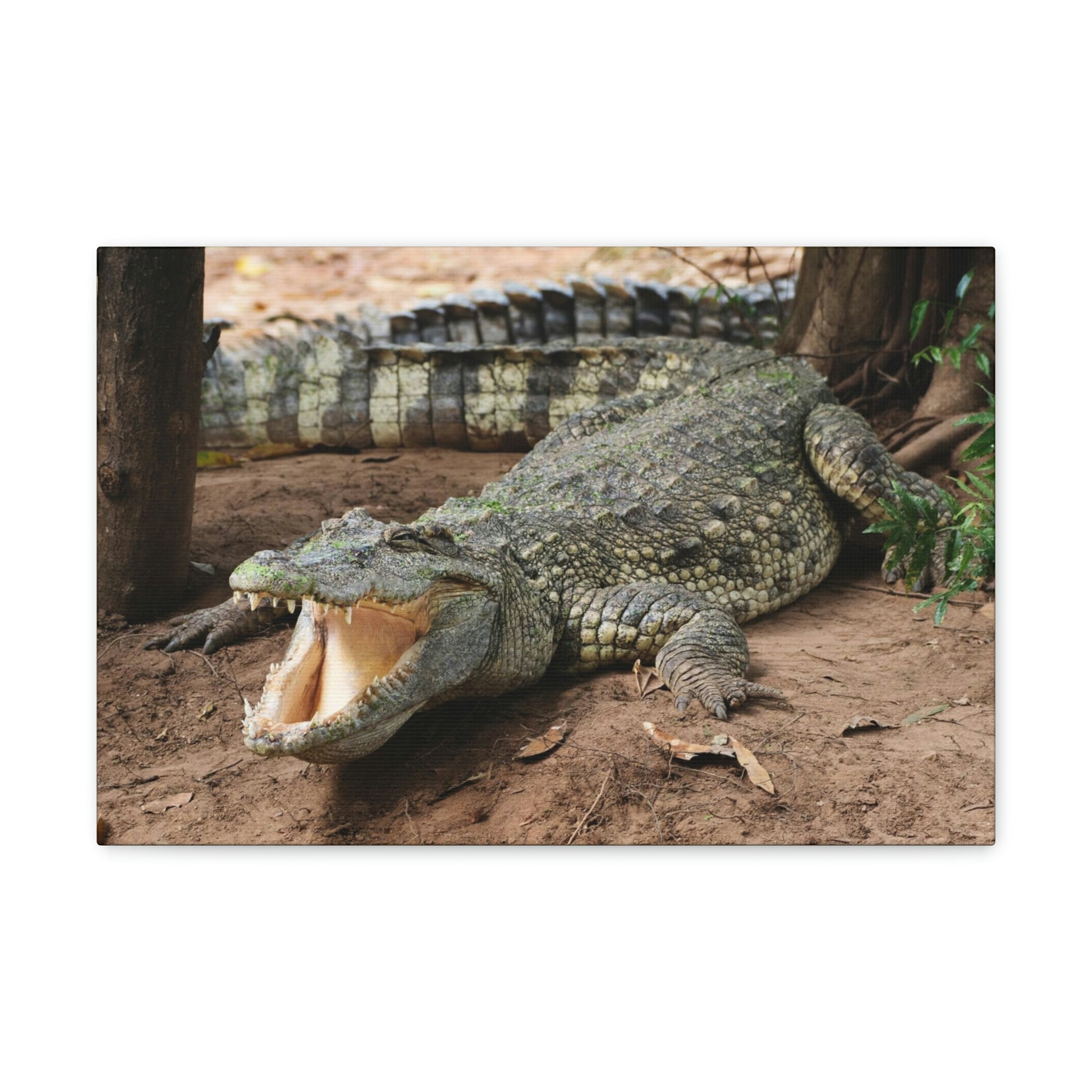 Majestic Salt Water Alligator Art Majestic Salt Water Alligator Print ...