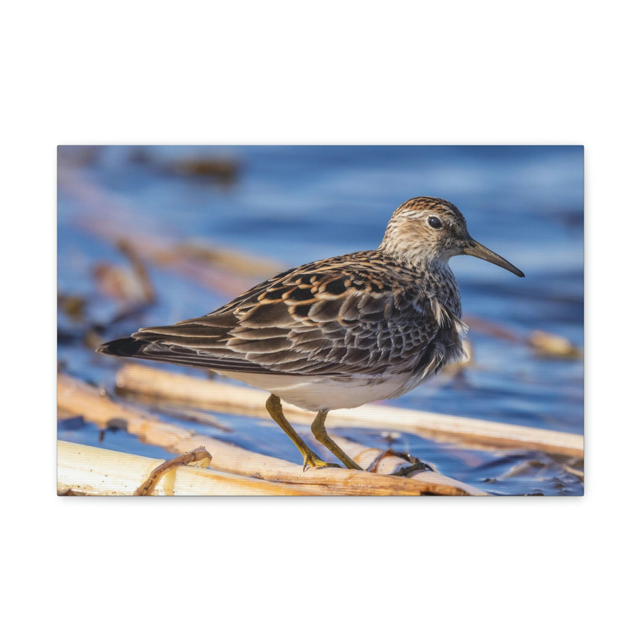 Majestic Sandpiper Art Majestic Sandpiper Print Animal Wall Art ...