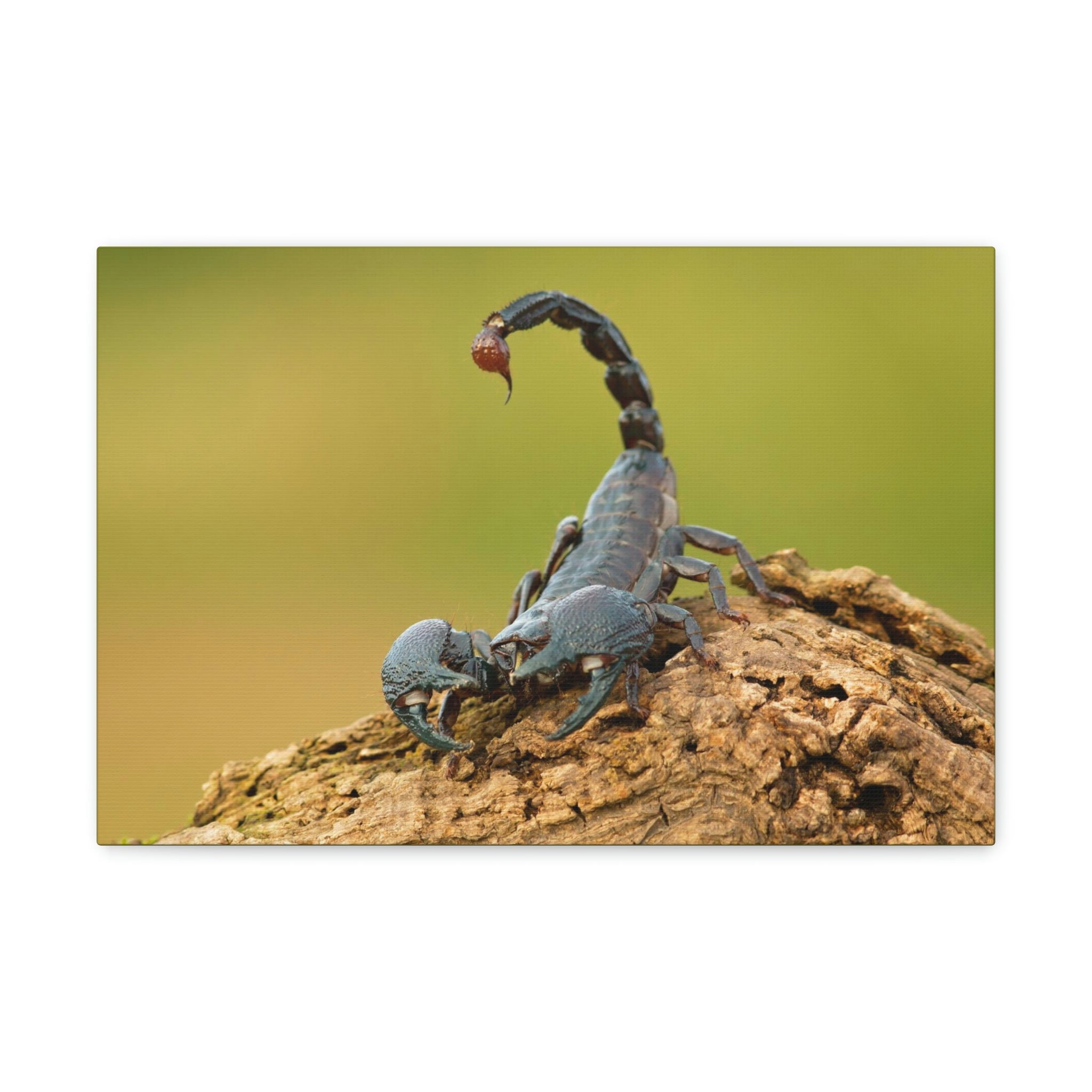 Majestic Scorpion Art Majestic Scorpion Print Animal Wall Art Wildlife ...