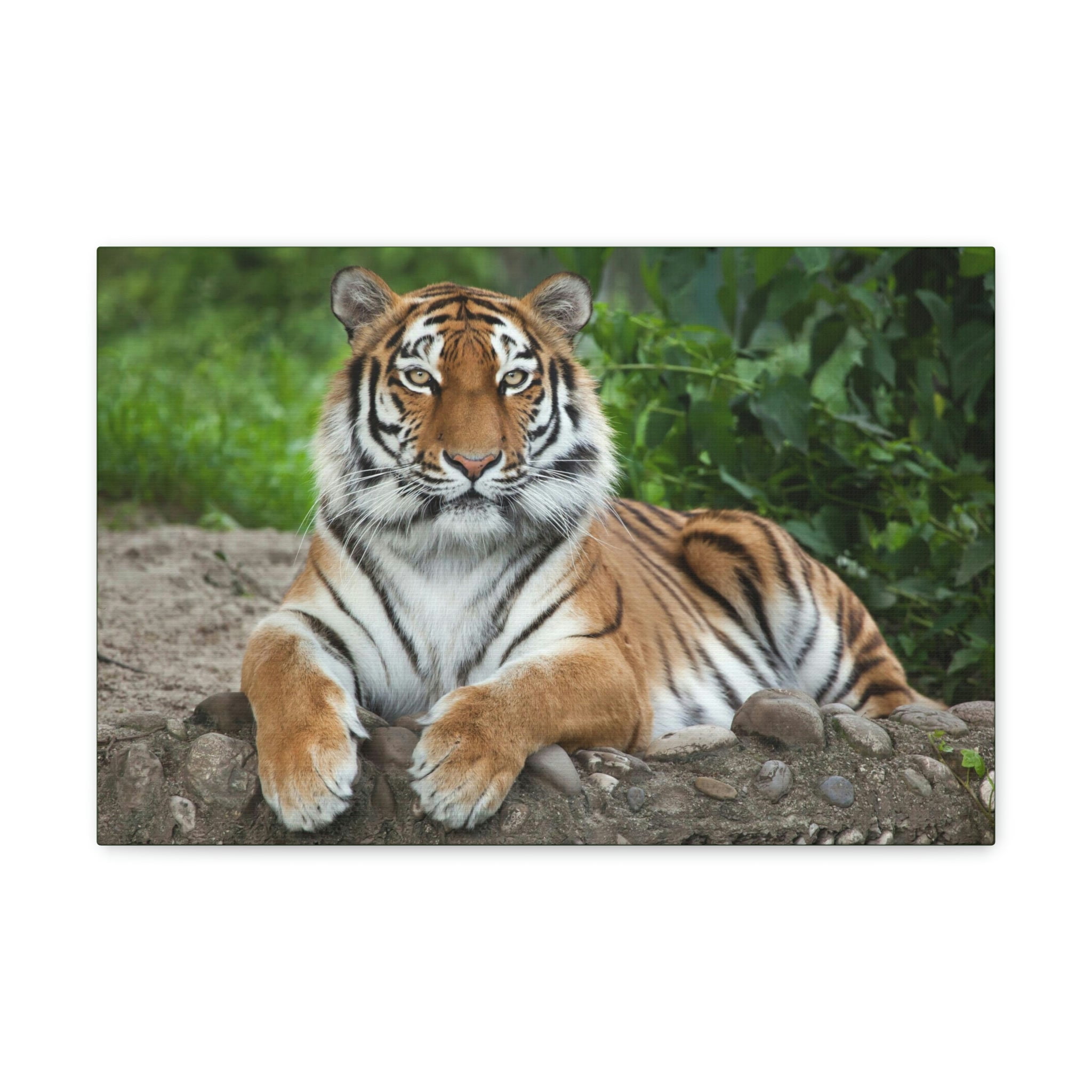 Majestic Siberian Tiger Art Majestic Siberian Tiger Print Animal Wall ...