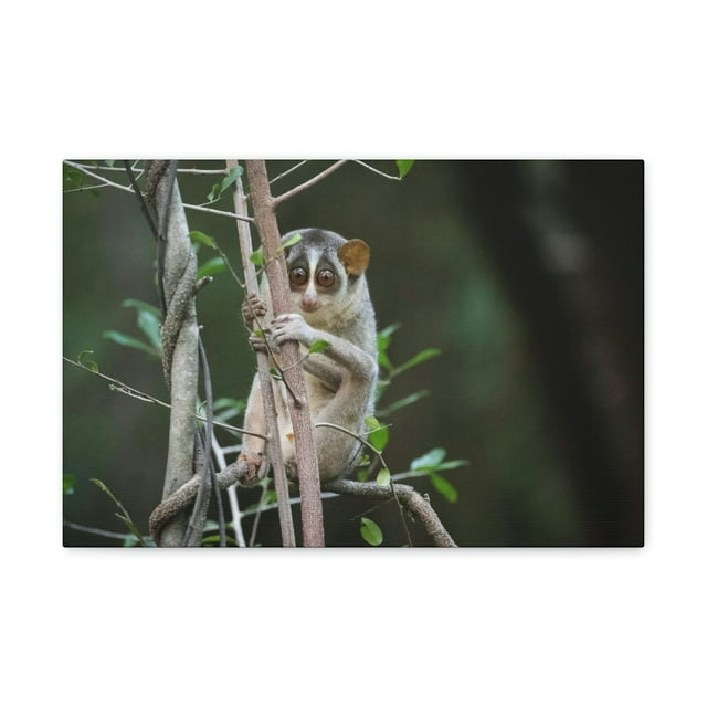 Majestic Slender Loris Art Majestic Slender Loris Print Animal Wall Art ...