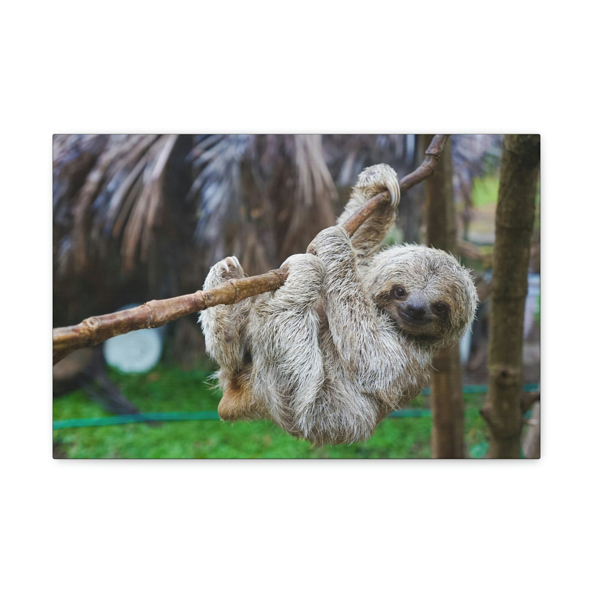 Majestic Sloth Art Majestic Sloth Print Animal Wall Art Wildlife Canvas ...