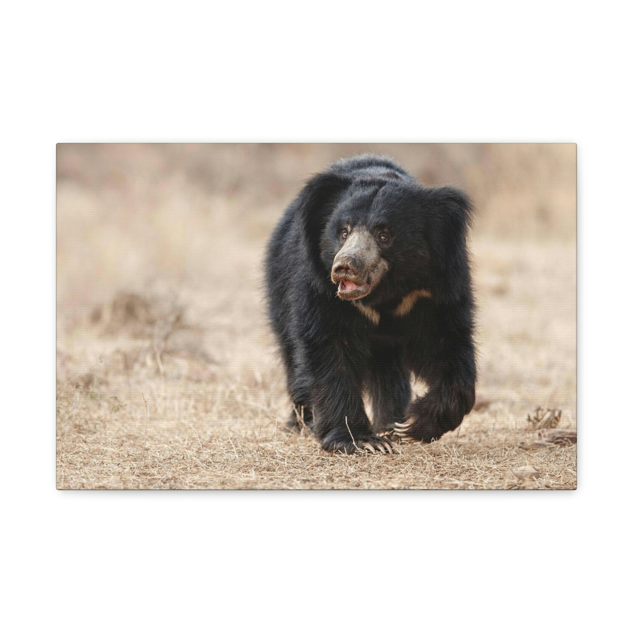 Majestic Sloth Bear Art Majestic Sloth Bear Print Animal Wall Art ...