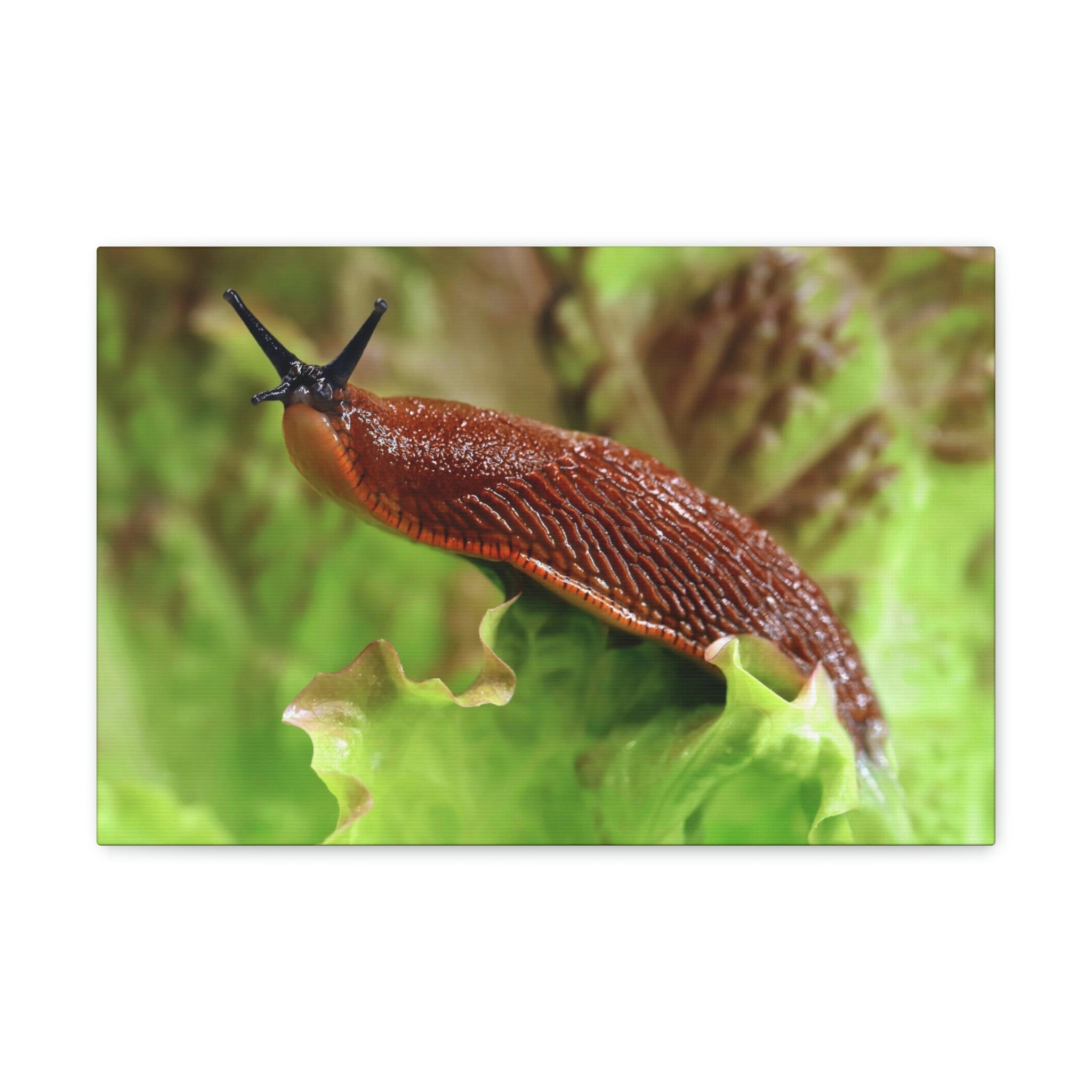 Majestic Slug Art Majestic Slug Print Animal Wall Art Wildlife Canvas ...