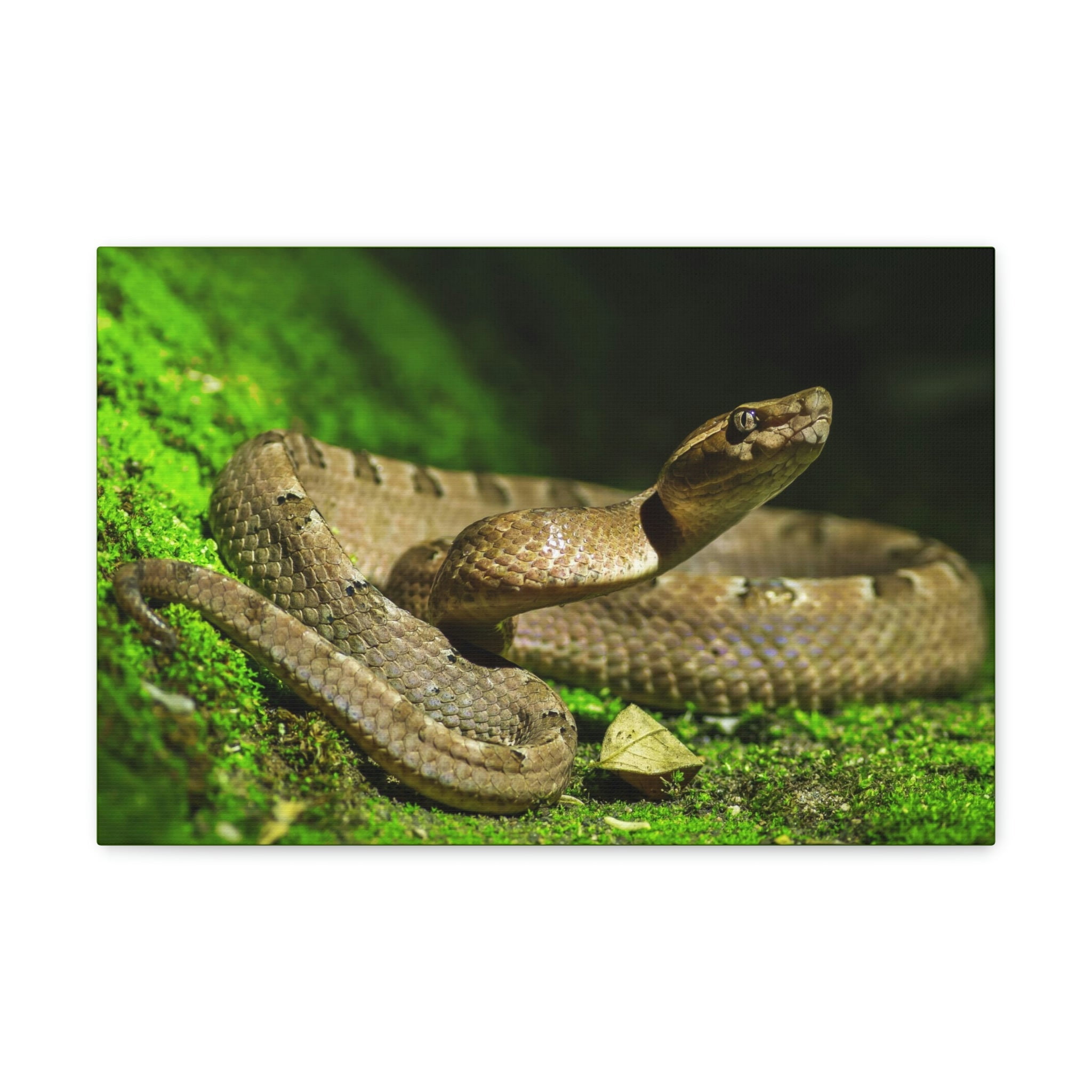Majestic Snake Art Majestic Snake Print Animal Wall Art Wildlife Canvas ...