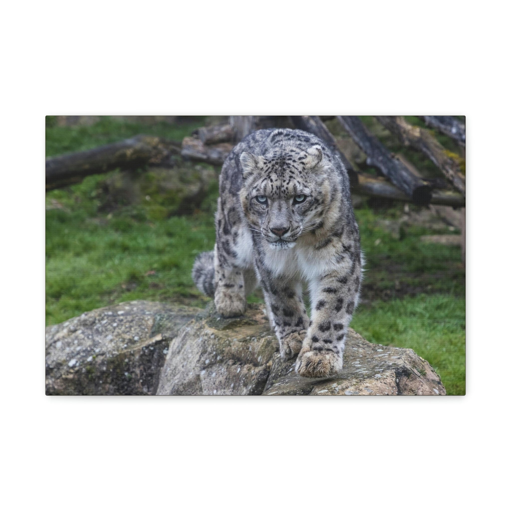 Majestic Snow Leopard Art Majestic Snow Leopard Print Animal Wall Art ...