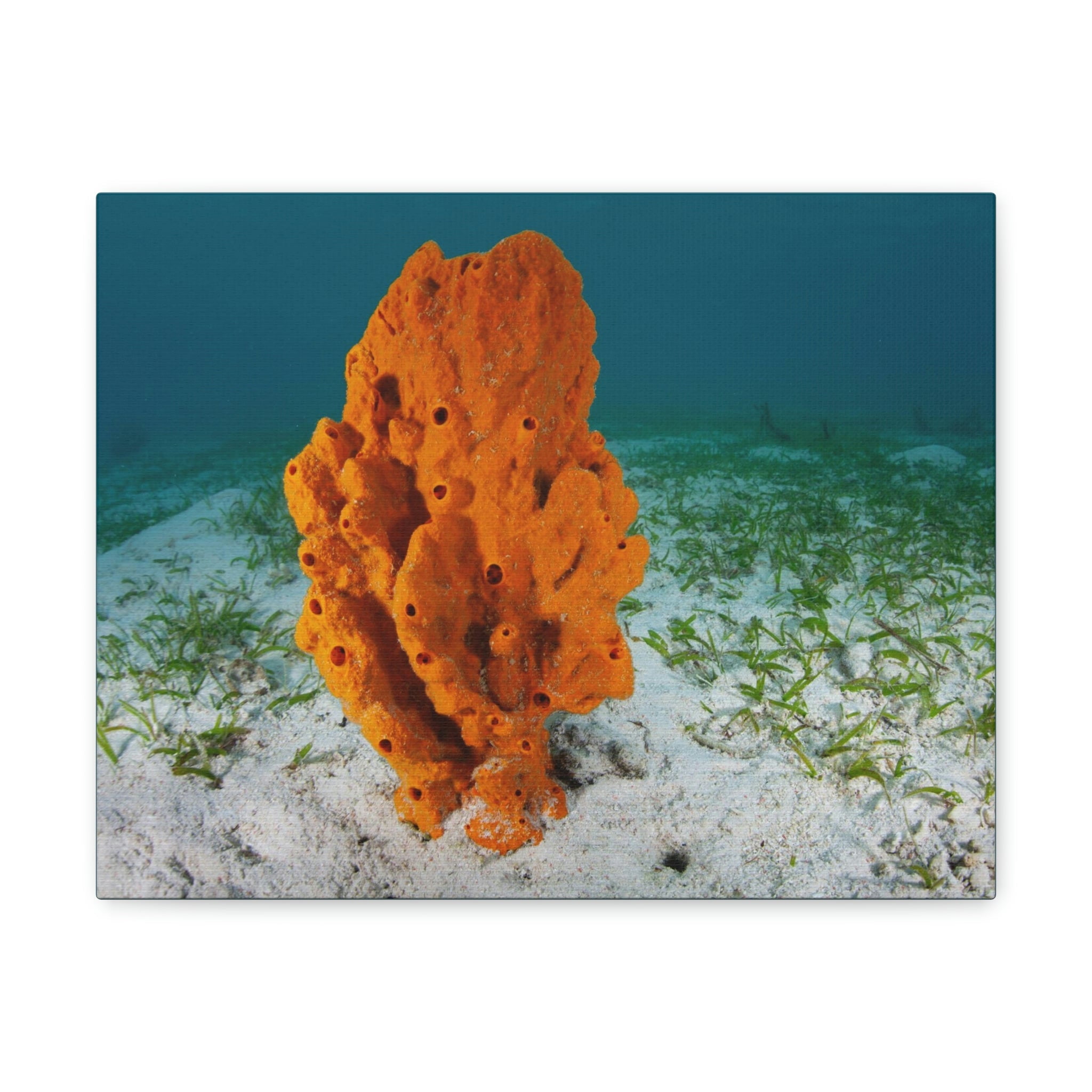 Majestic Sponge Art Majestic Sponge Print Animal Wall Art Wildlife ...