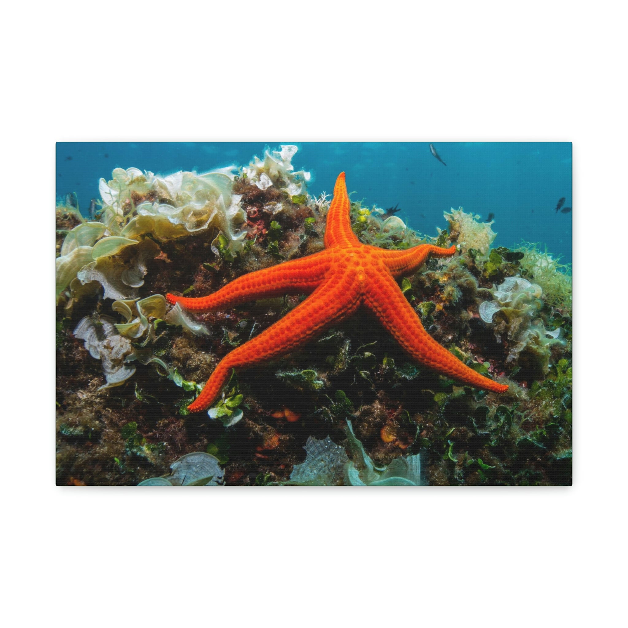 Majestic Starfish Art Majestic Starfish Print Animal Wall Art Wildlife ...