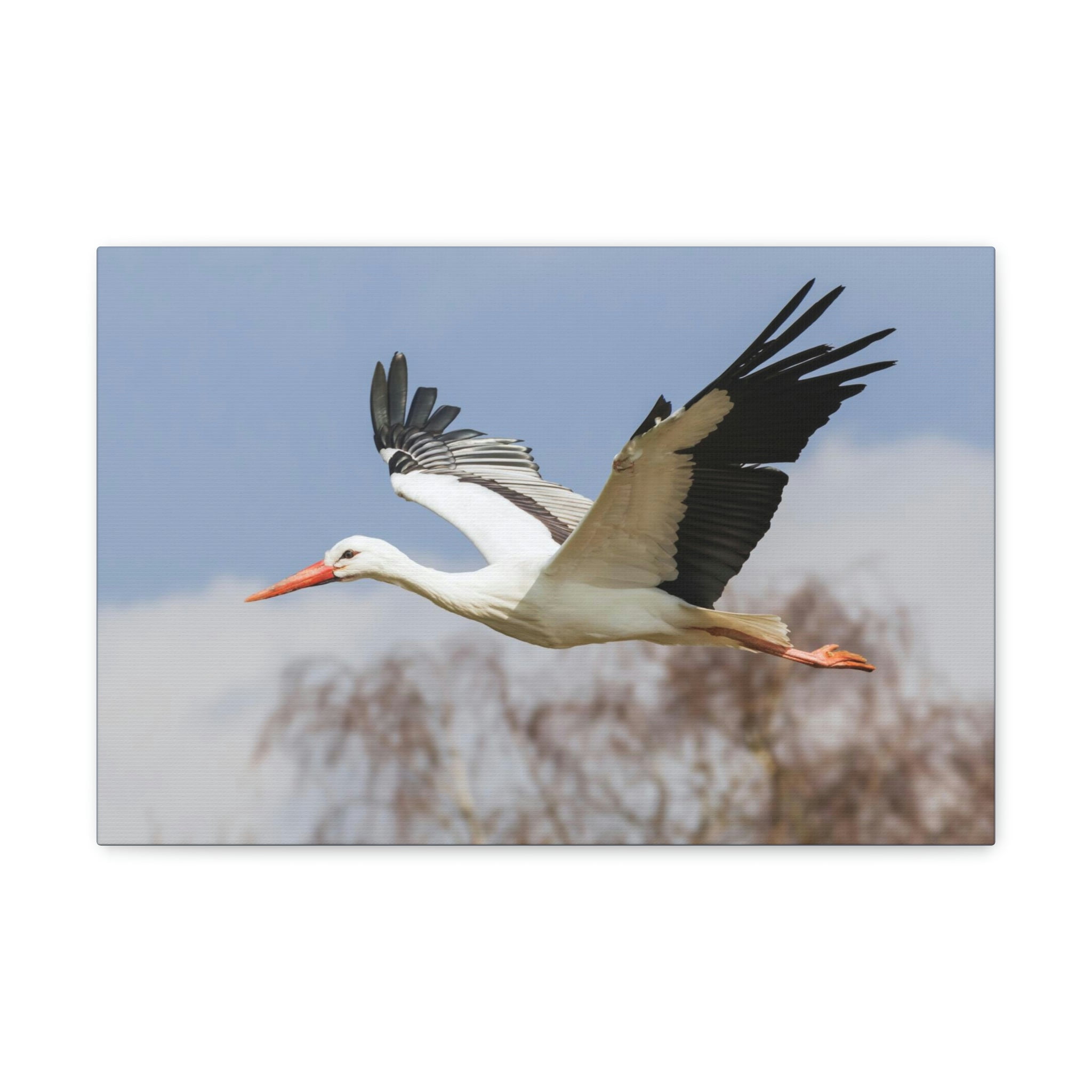 Majestic Stork Art Majestic Stork Print Animal Wall Art Wildlife Canvas ...