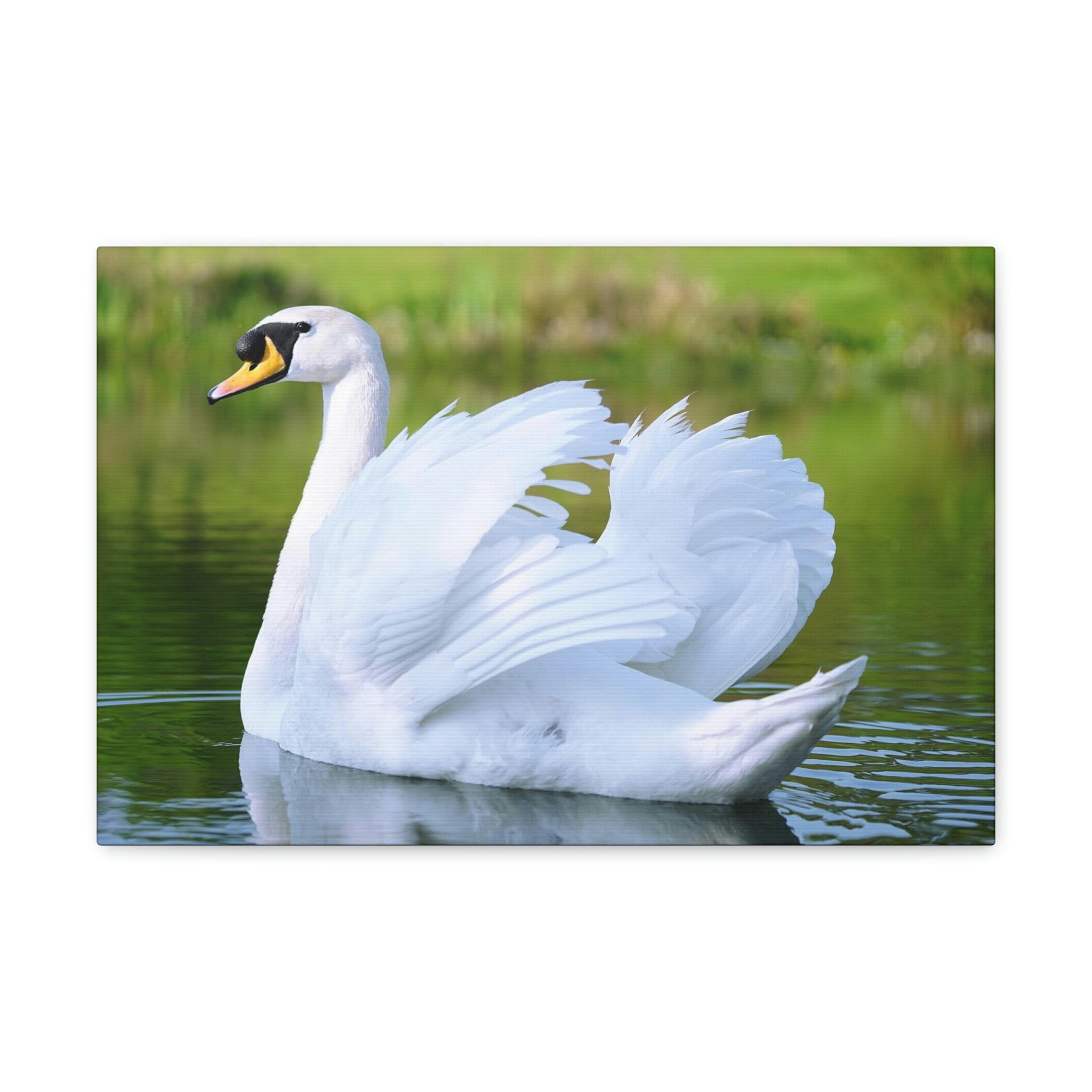 Majestic Swan Art Majestic Swan Print Animal Wall Art Wildlife Canvas ...