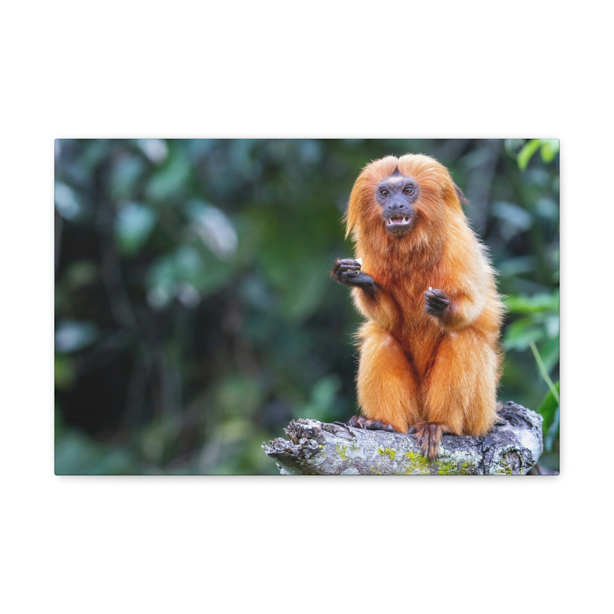 Majestic Tamarin Art Majestic Tamarin Print Animal Wall Art Wildlife ...