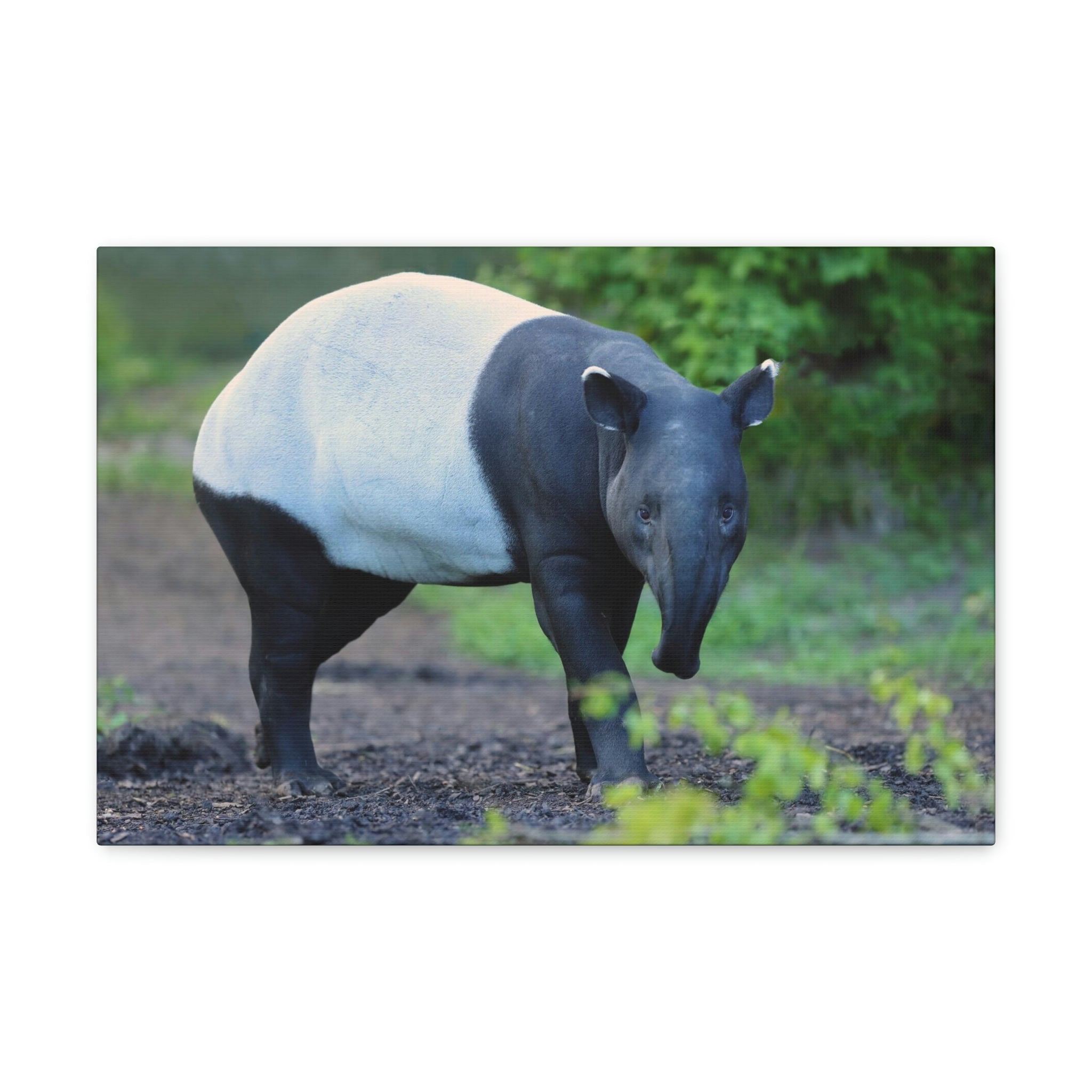 Majestic Tapir Art Majestic Tapir Print Animal Wall Art Wildlife Canvas ...