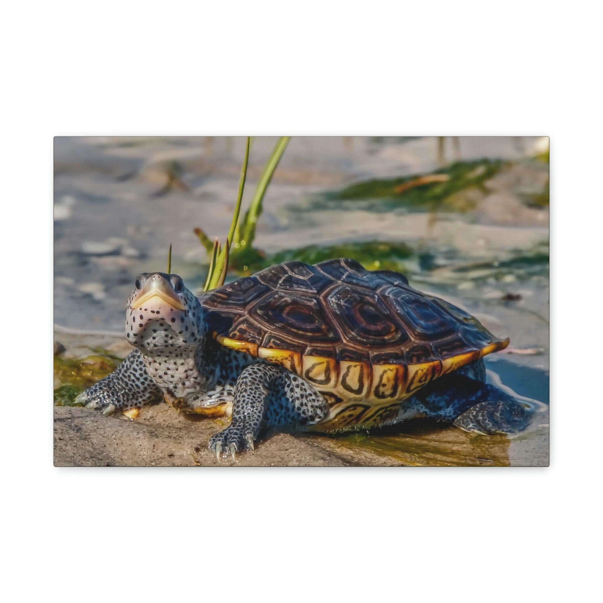Majestic Terrapin Art Majestic Terrapin Print Animal Wall Art Wildlife ...