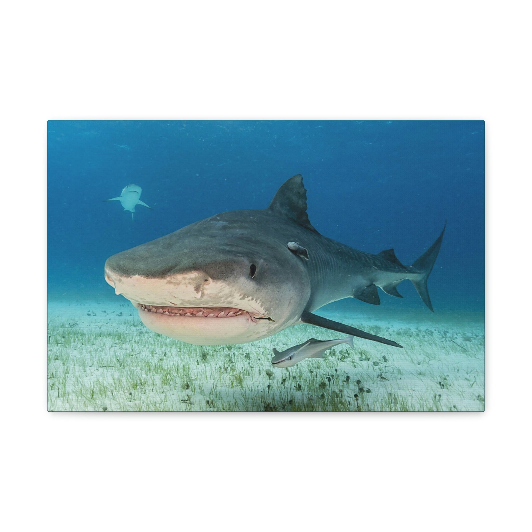 Majestic Tiger Shark Art Majestic Tiger Shark Print Animal Wall Art ...
