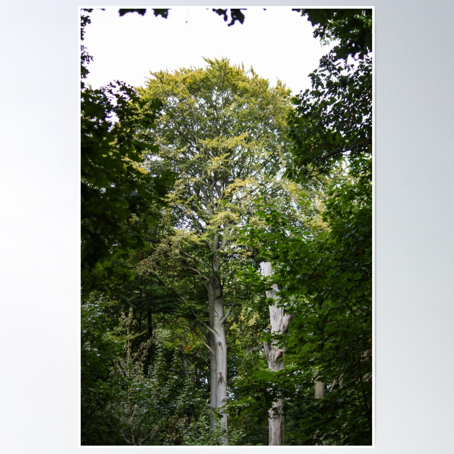 Majestic Treetop In The Forest Poster Wall Art, Modern Wall Decor ...