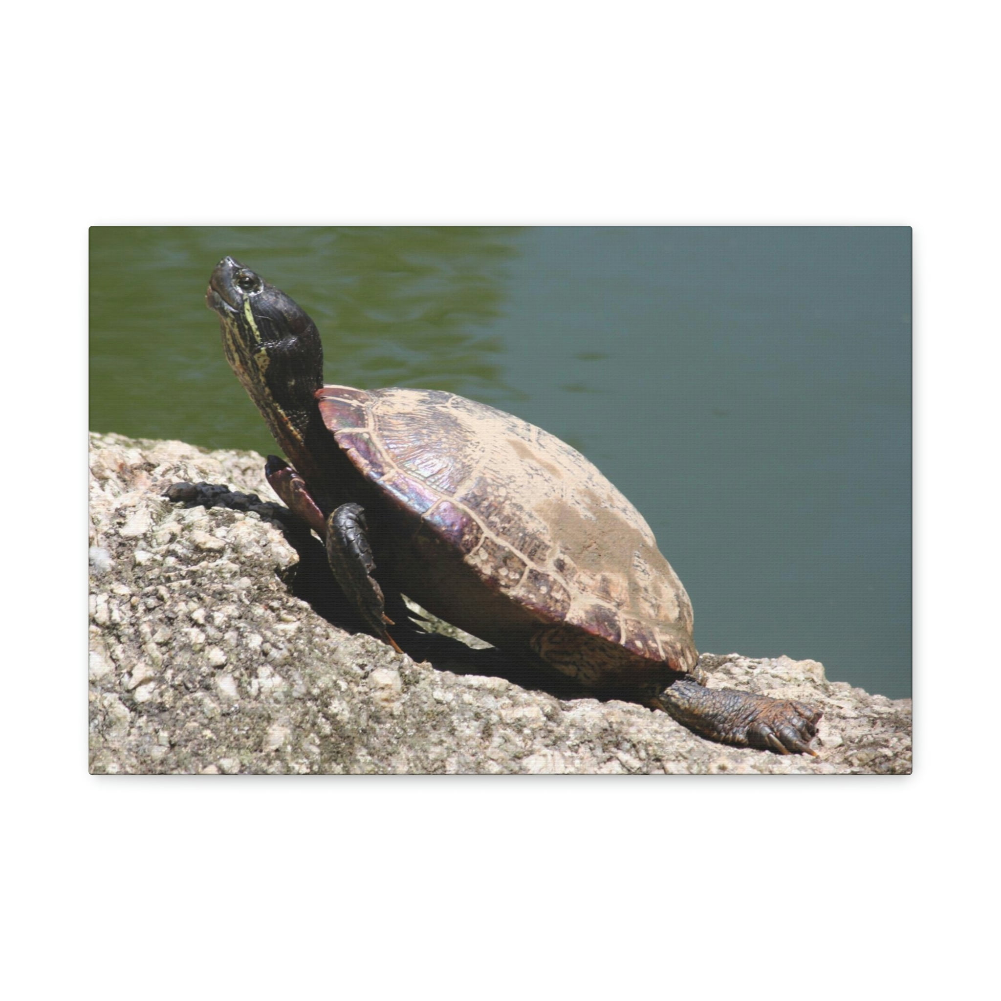 Majestic Turtle Art Majestic Turtle Print Animal Wall Art Wildlife ...