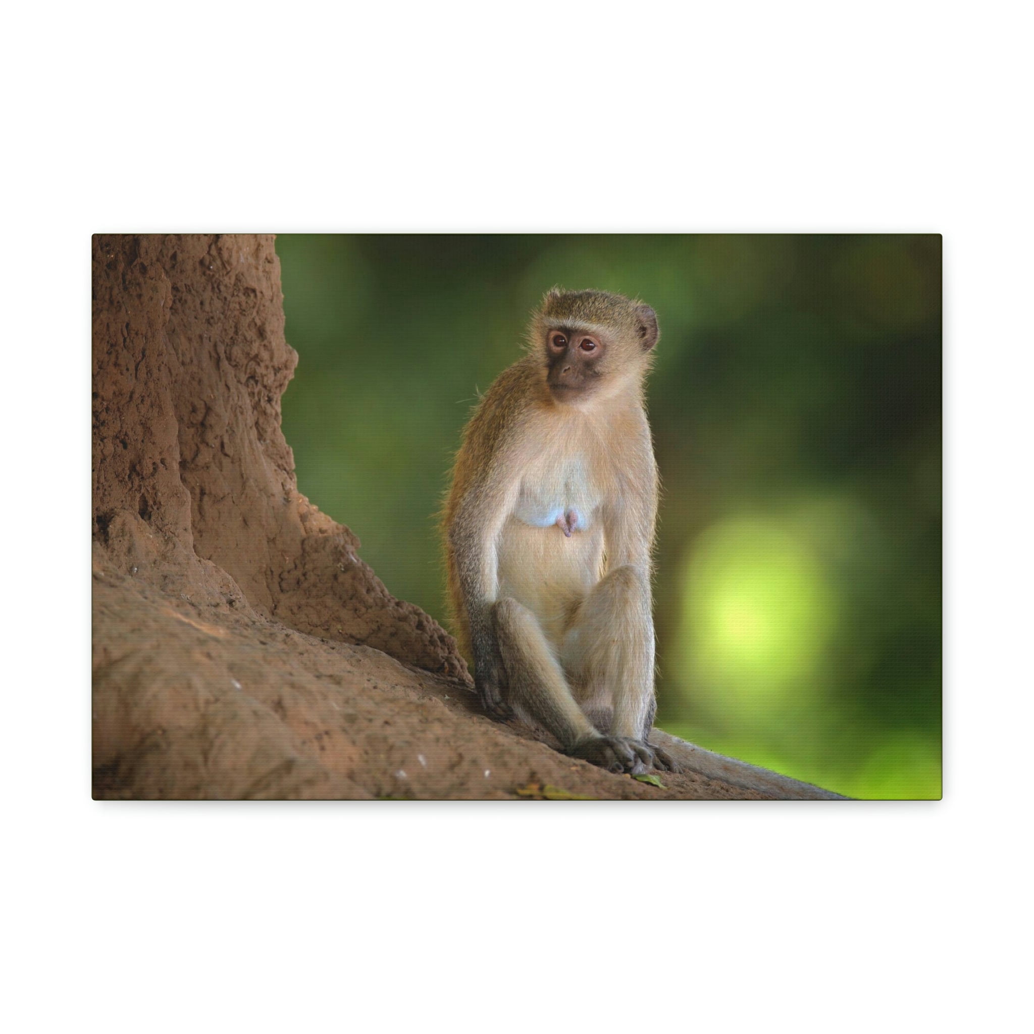 Majestic Vervet Art Majestic Vervet Print Animal Wall Art Wildlife ...
