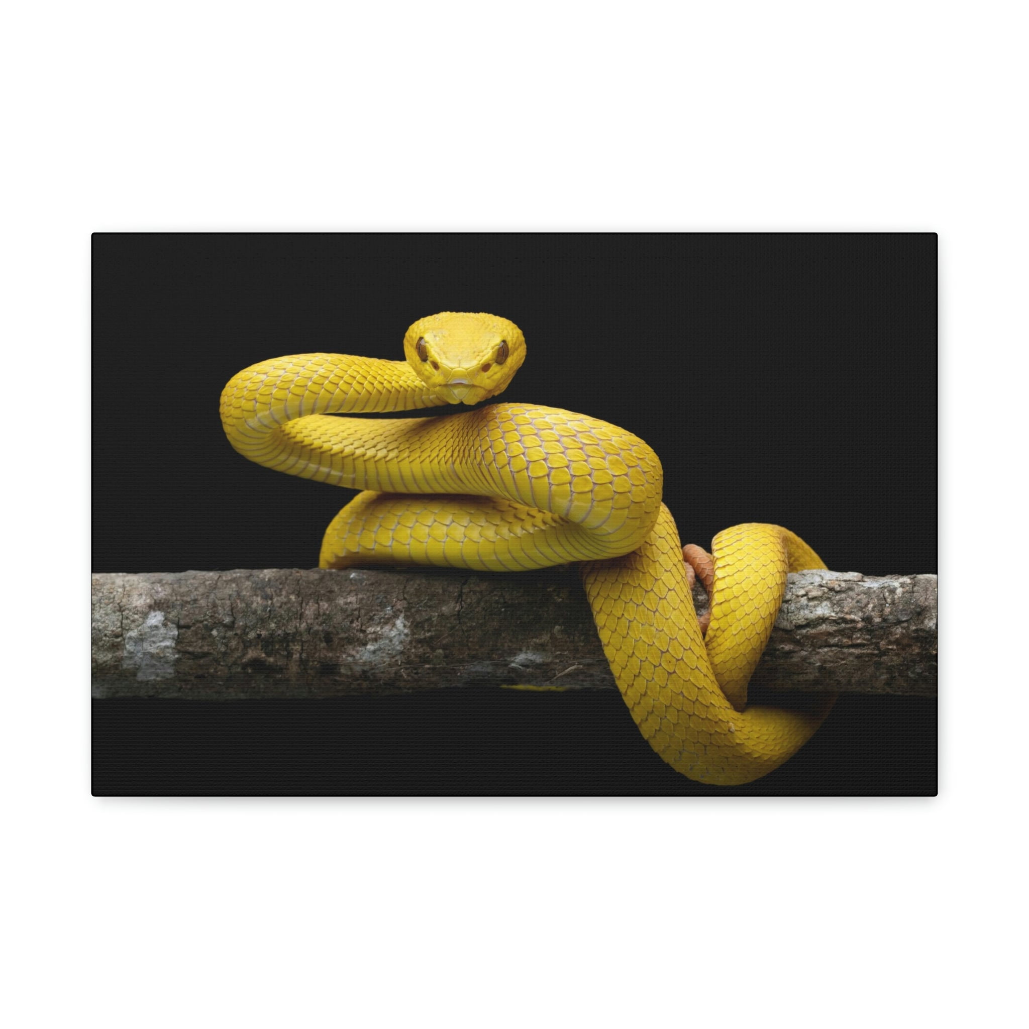 Majestic Viper Art Majestic Viper Print Animal Wall Art Wildlife Canvas ...