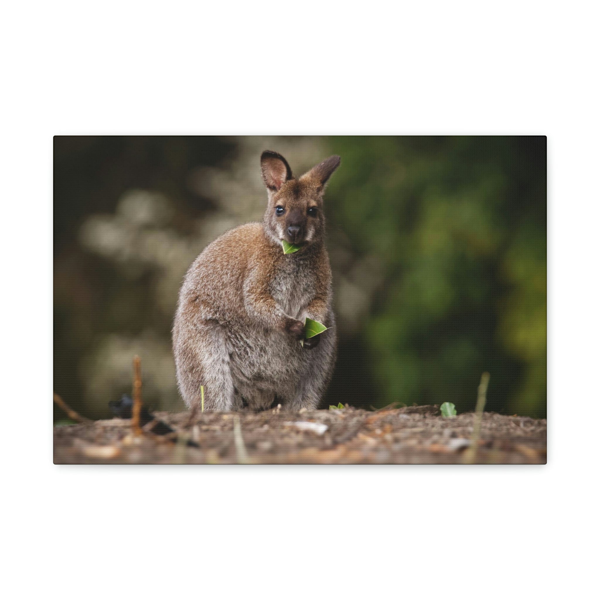 Majestic Wallaby Art Majestic Wallaby Print Animal Wall Art Wildlife ...