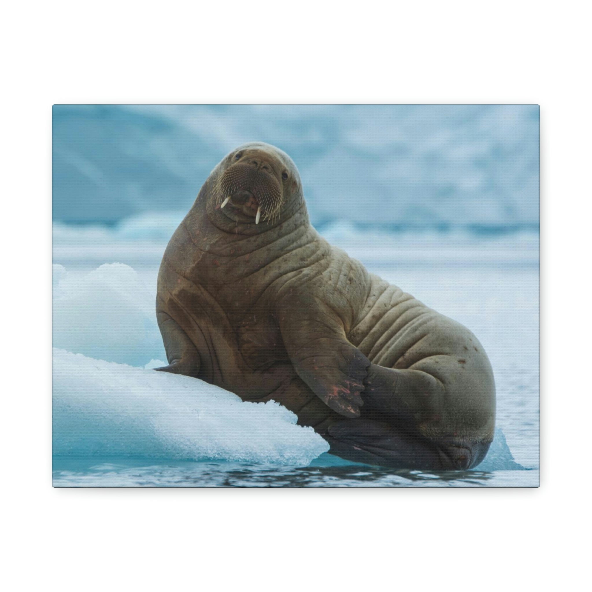 Majestic Walrus Art Majestic Walrus Print Animal Wall Art Wildlife ...