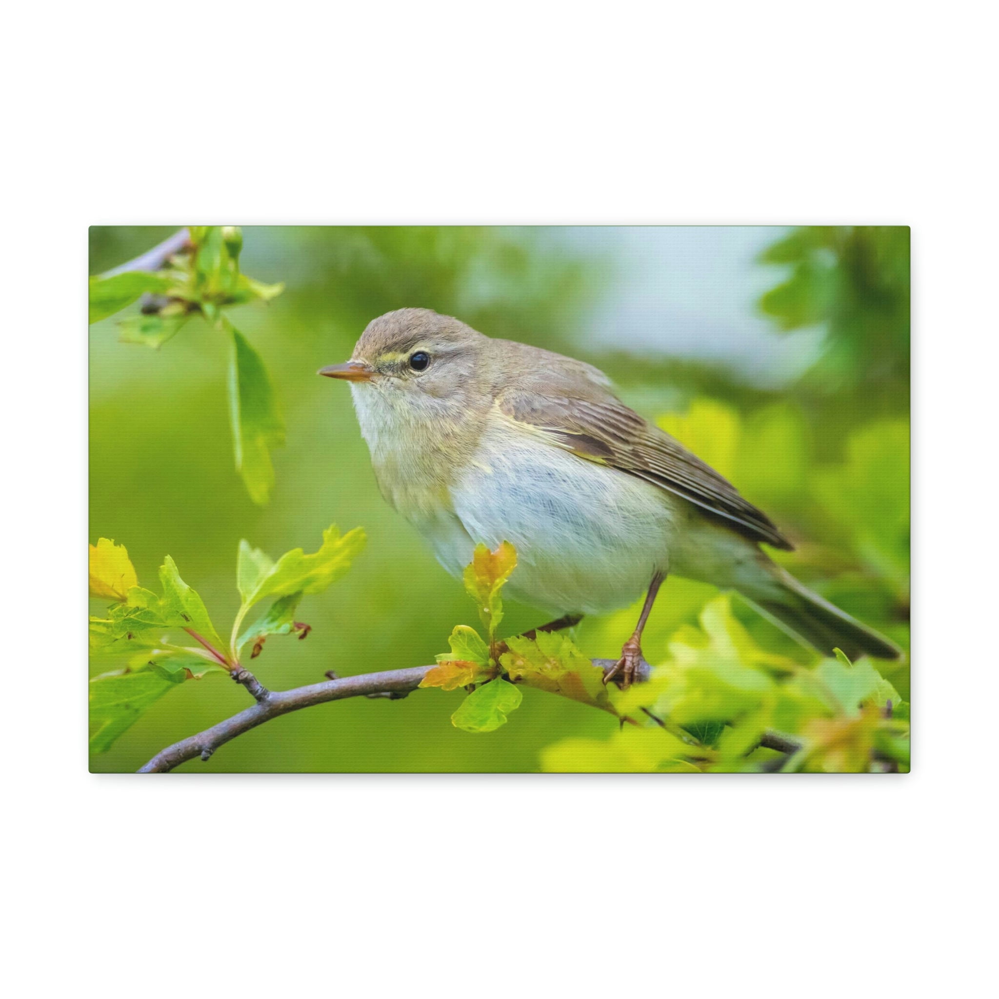 Majestic Warbler Art Majestic Warbler Print Animal Wall Art Wildlife ...