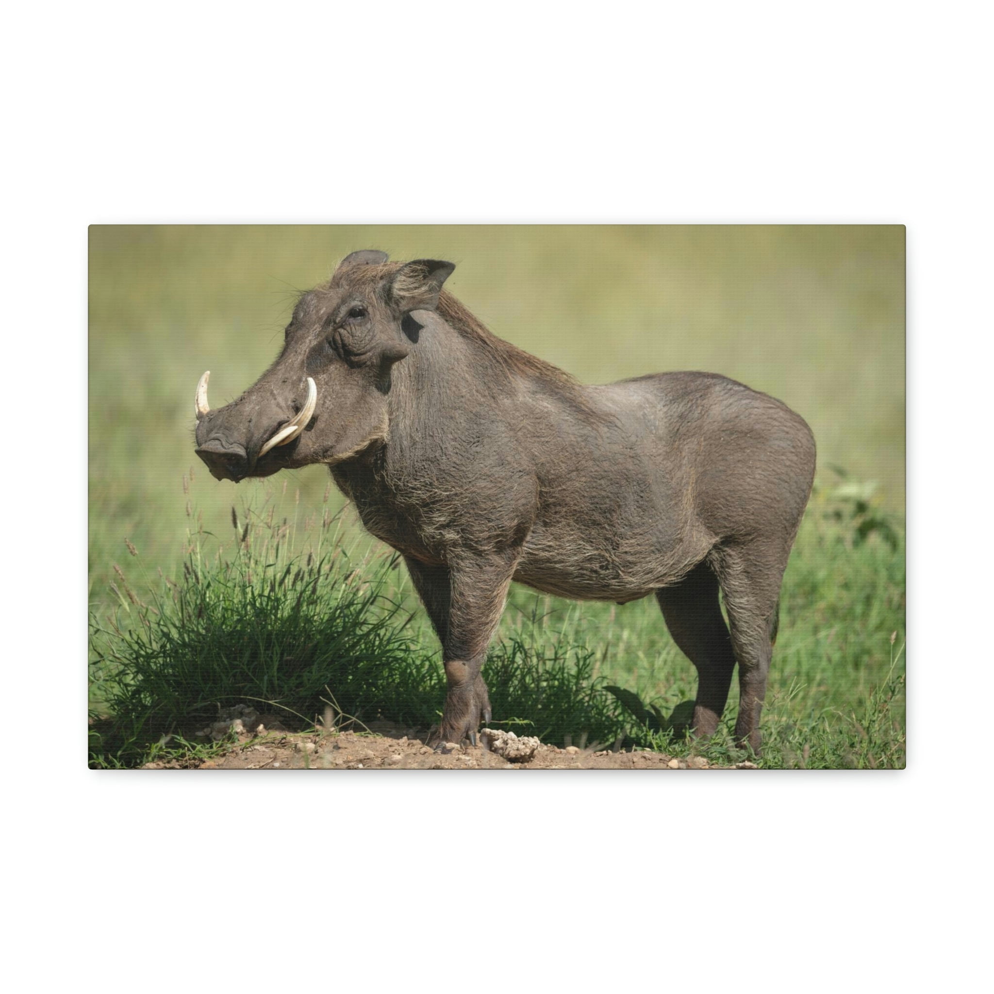 Majestic Warthog Art Majestic Warthog Print Animal Wall Art Wildlife Canvas Prints Wall Art ...