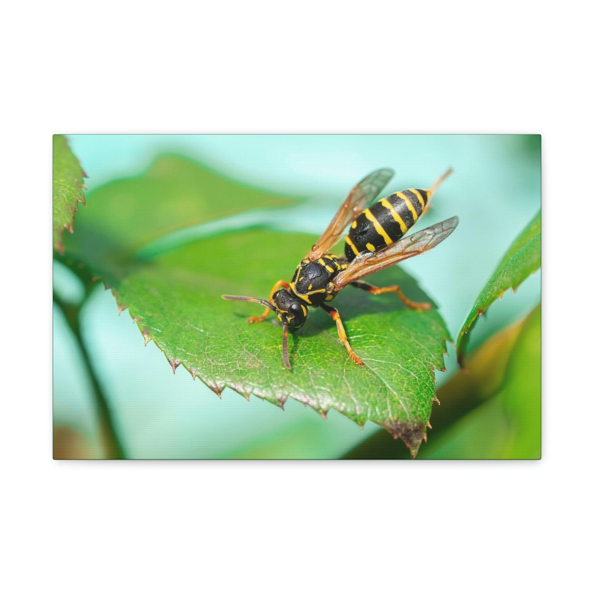 Majestic Wasp Art Majestic Wasp Print Animal Wall Art Wildlife Canvas ...