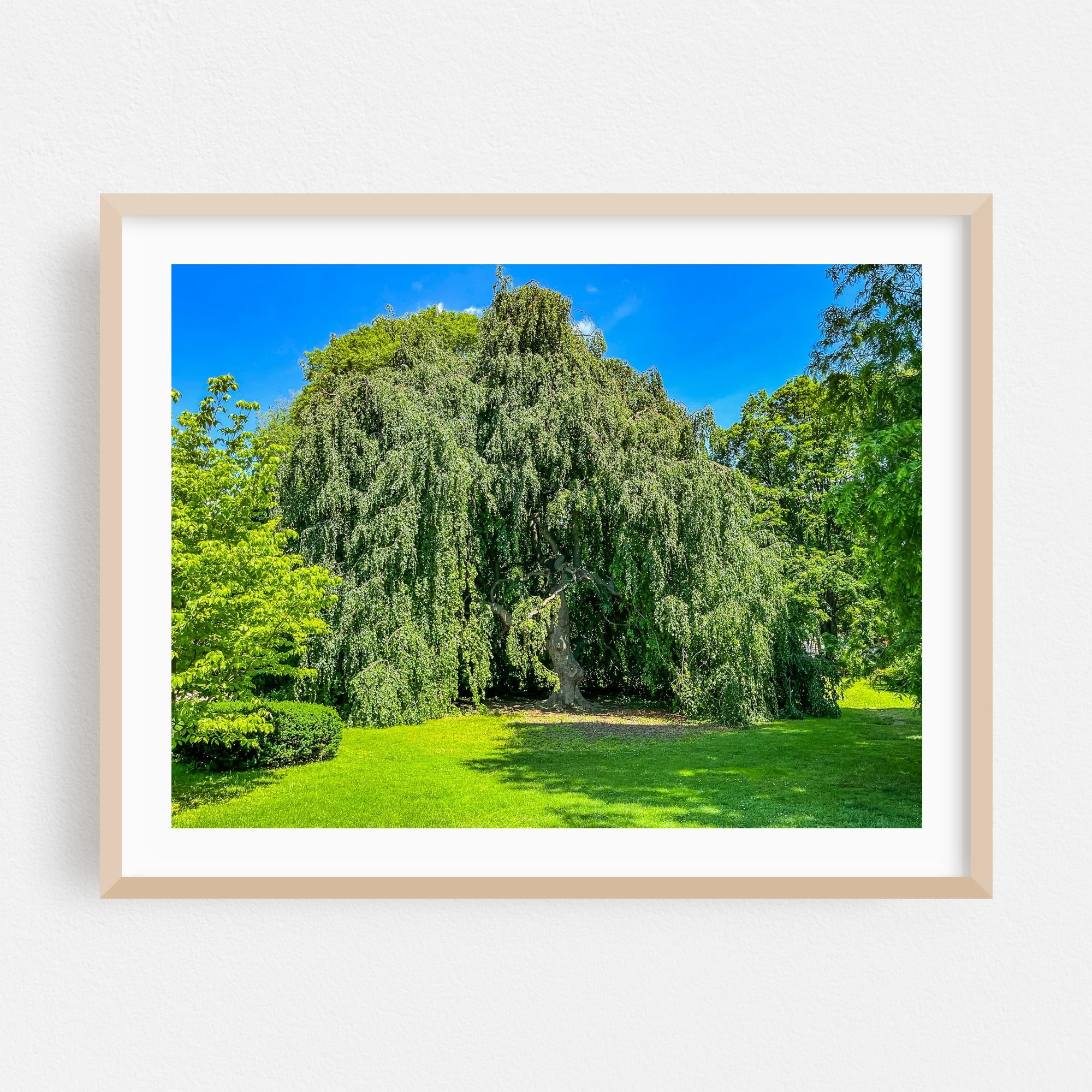Majestic Weeping Beech Tree - Pennsylvania Photography Nature Botanical ...