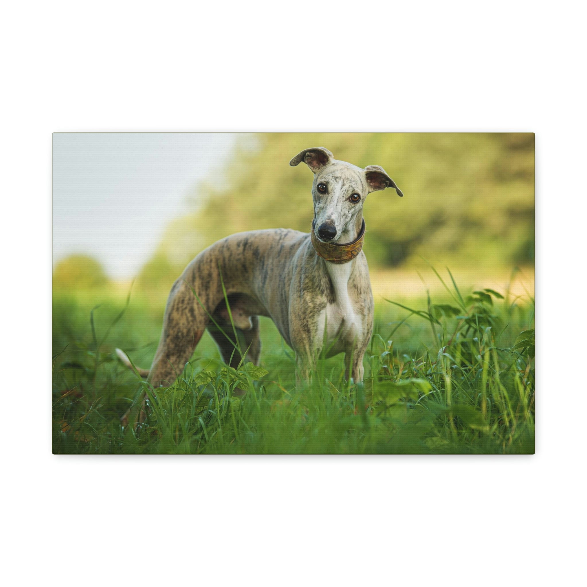 Majestic Whippet Art Majestic Whippet Print Animal Wall Art Wildlife ...