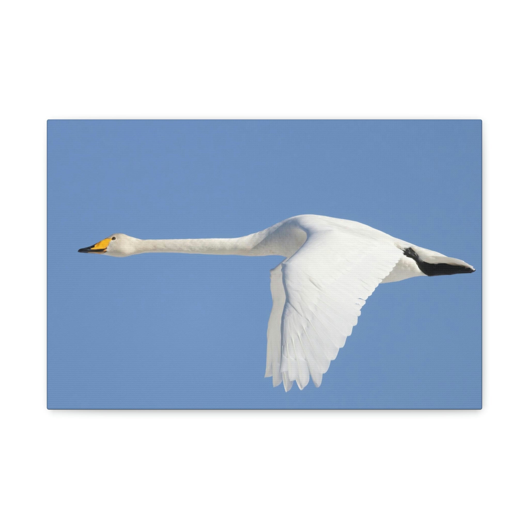 Majestic Whooper Art Majestic Whooper Print Animal Wall Art Wildlife ...
