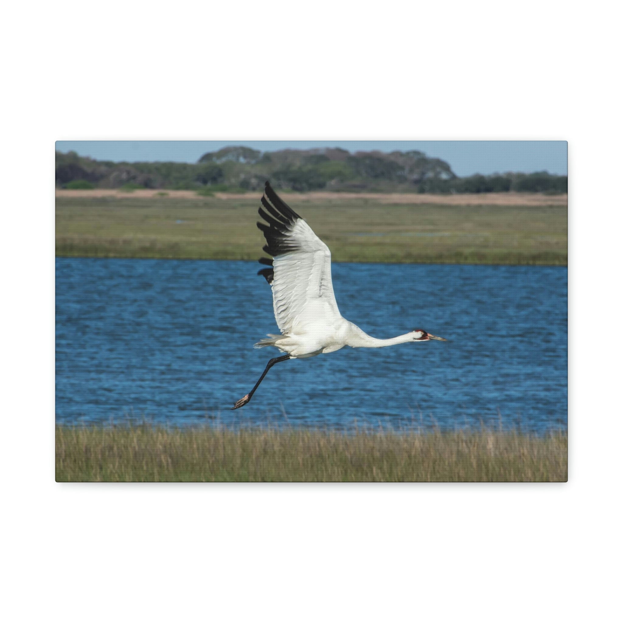 Majestic Whooping Crane Art Majestic Whooping Crane Print Animal Wall ...