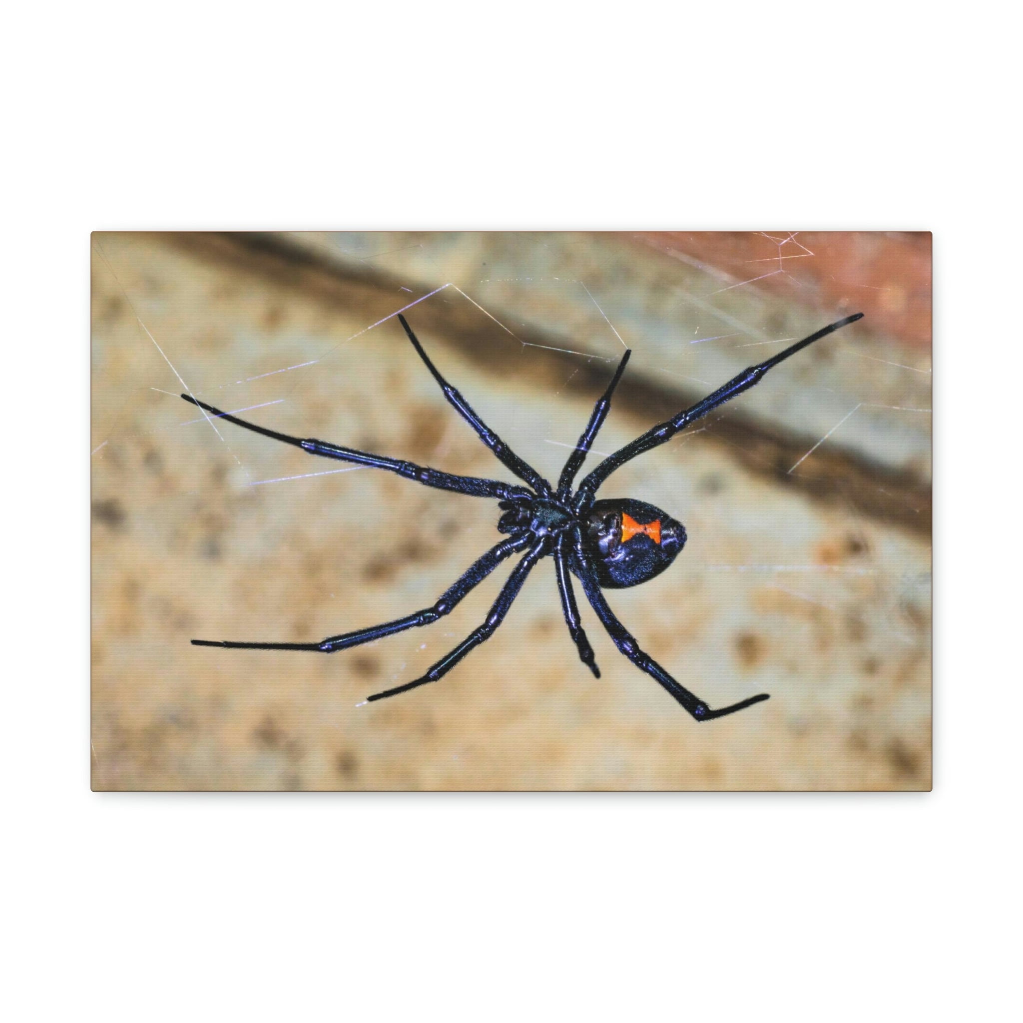 Majestic Widow Spider Art Majestic Widow Spider Print Animal Wall Art ...