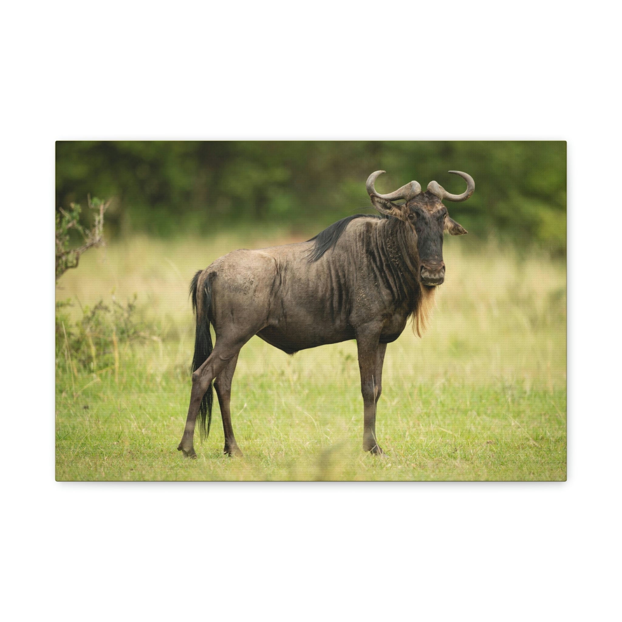 Majestic Wildebeest Art Majestic Wildebeest Print Animal Wall Art ...