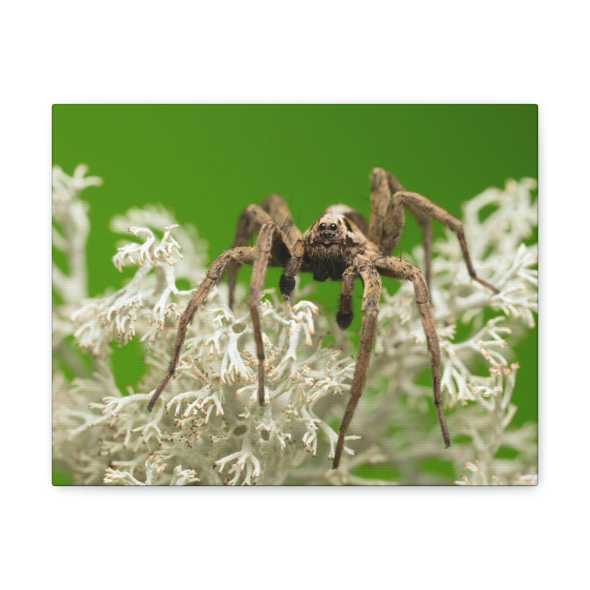 Majestic Wolf Spider Art Majestic Wolf Spider Print Animal Wall Art ...