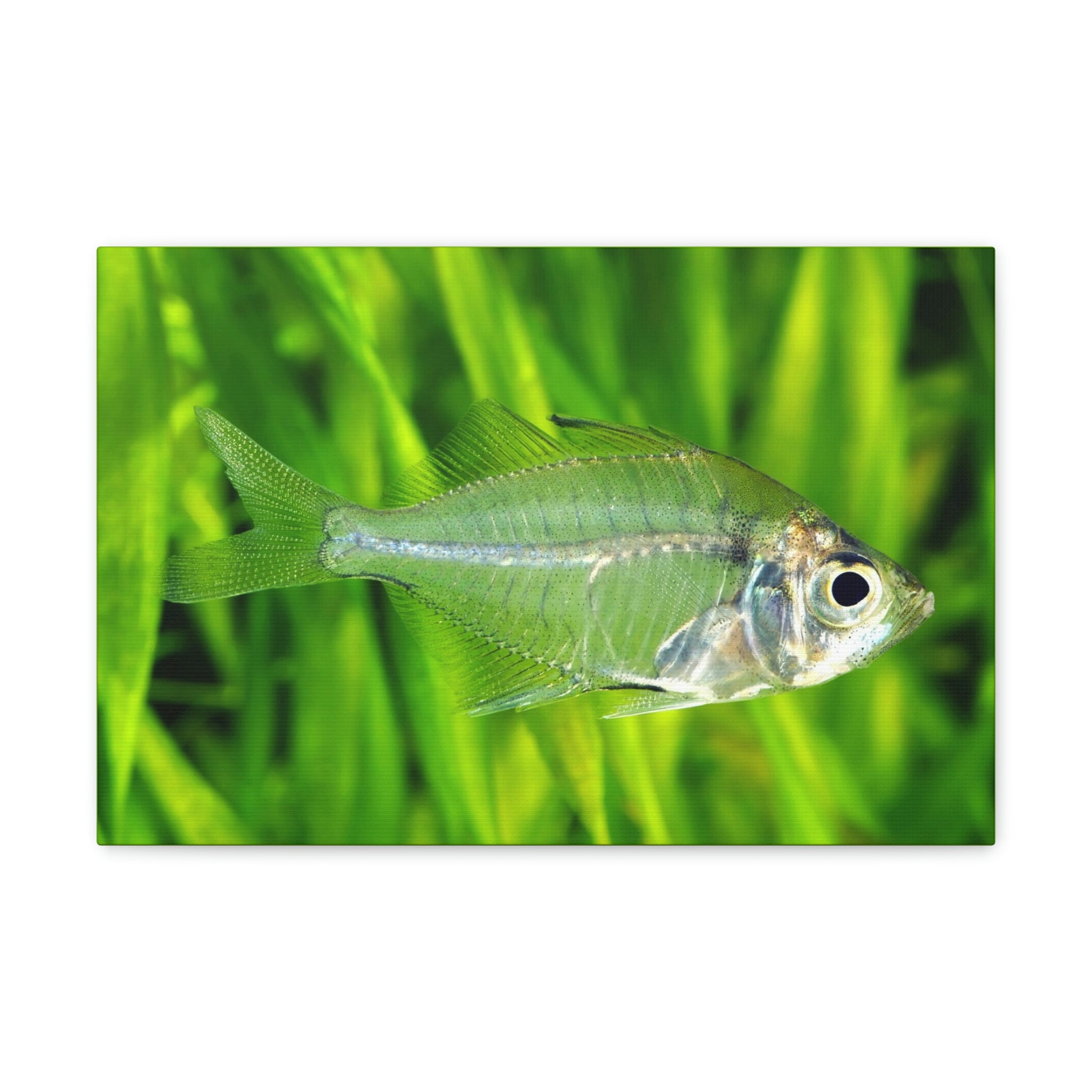 Majestic X-ray Fish Art Majestic X-ray Fish Print Animal Wall Art ...