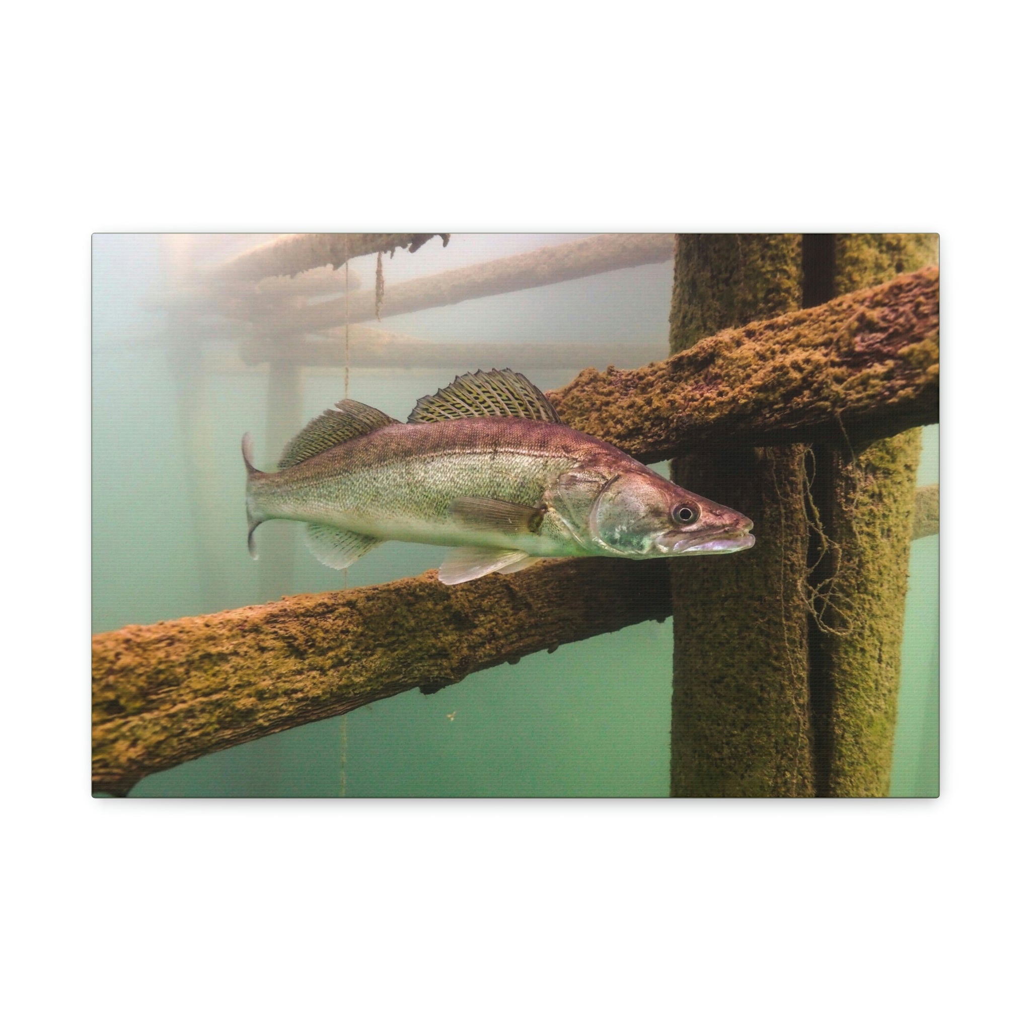 Majestic Zander Art Majestic Zander Print Animal Wall Art Wildlife ...