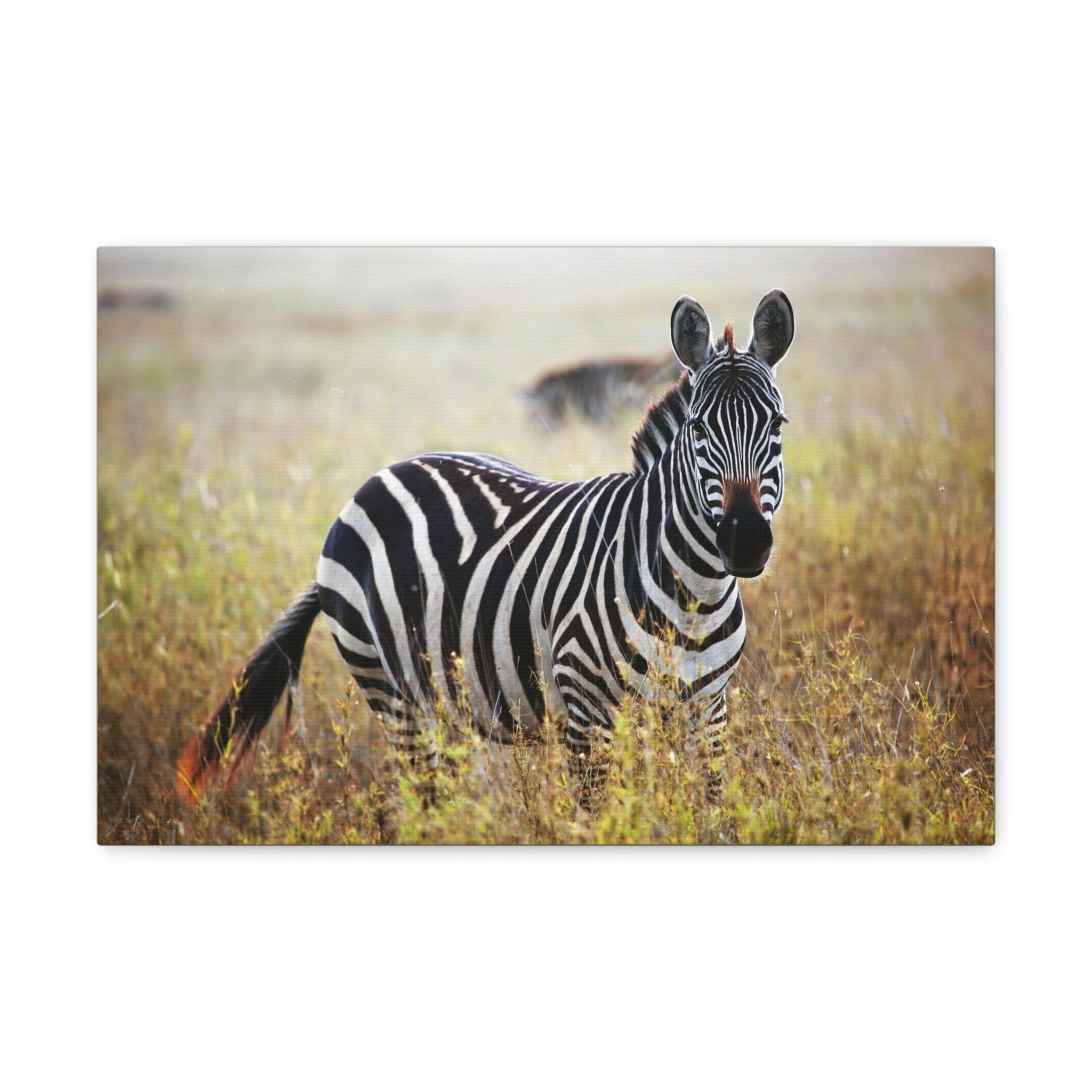 Majestic Zebra Art Majestic Zebra Print Animal Wall Art Wildlife Canvas ...