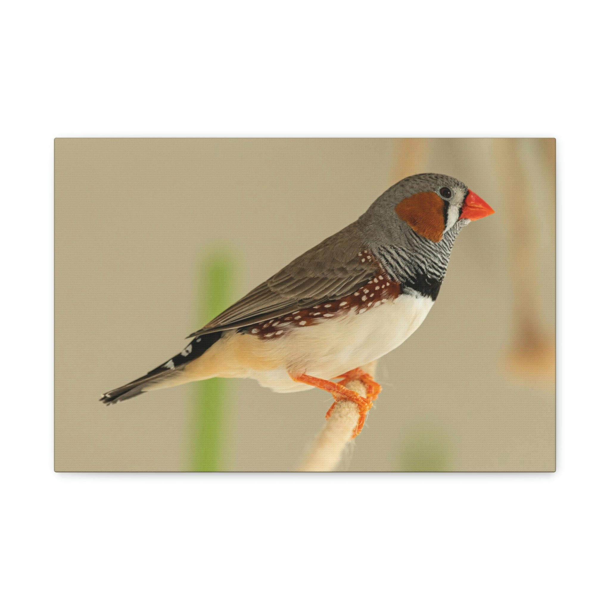Majestic Zebra Finch Art Majestic Zebra Finch Print Animal Wall Art ...