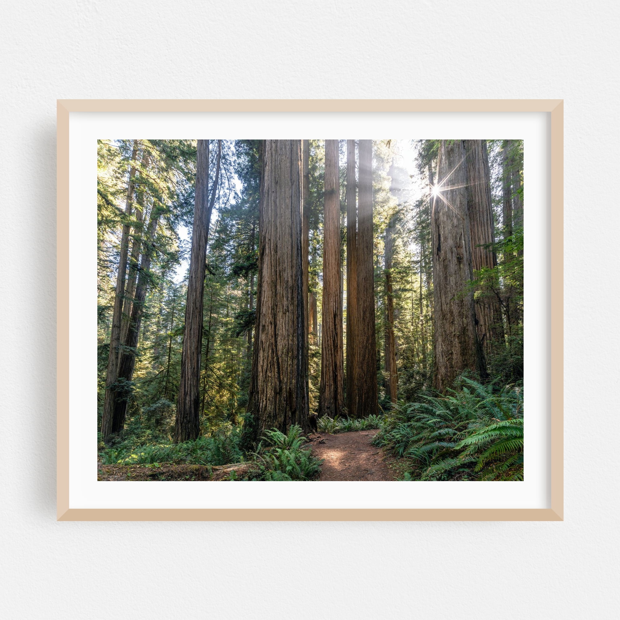 Majestic redwood trees under radiant sunlight - California Photography ...