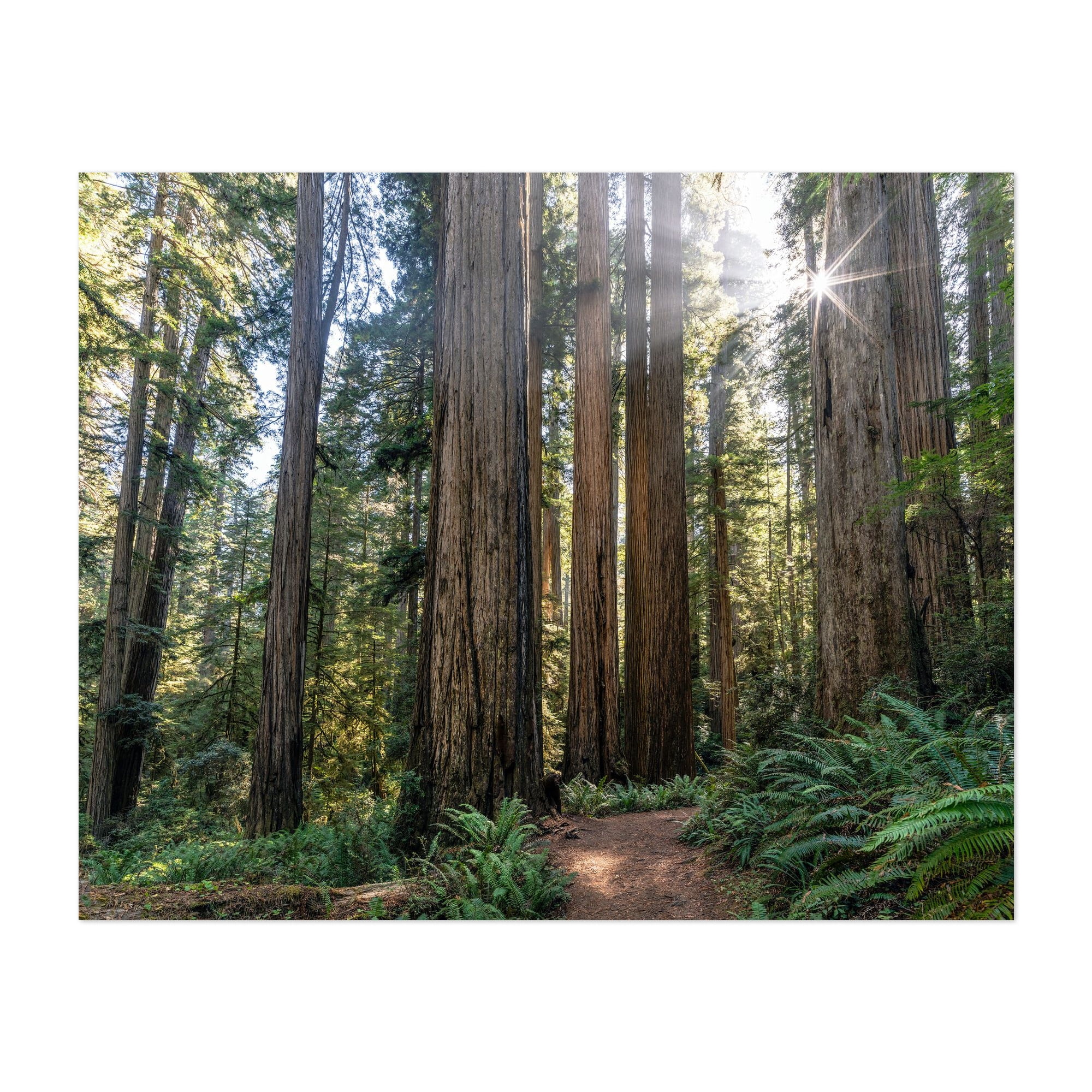 Majestic redwood trees under radiant sunlight - California Photography ...