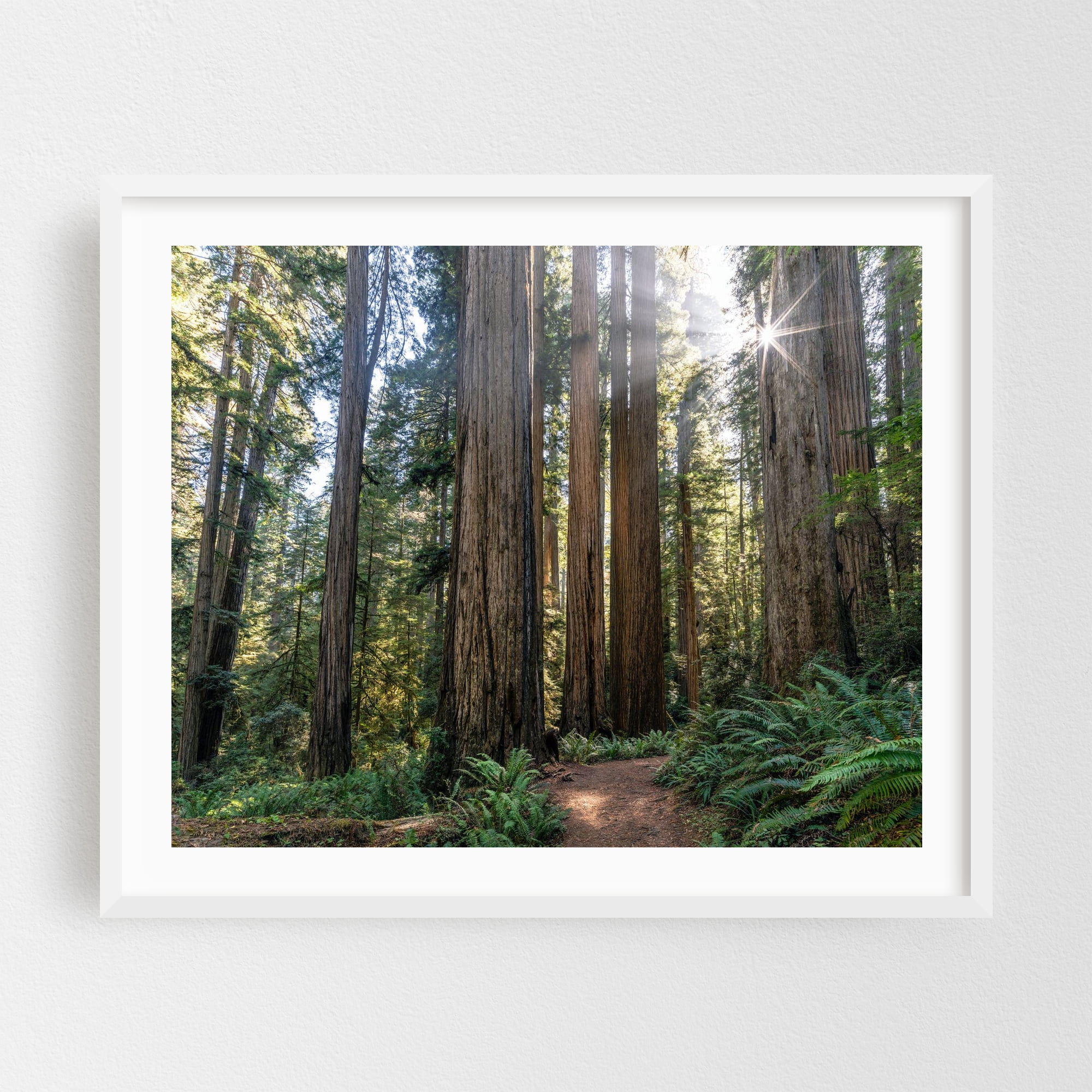 Majestic redwood trees under radiant sunlight - California Photography ...