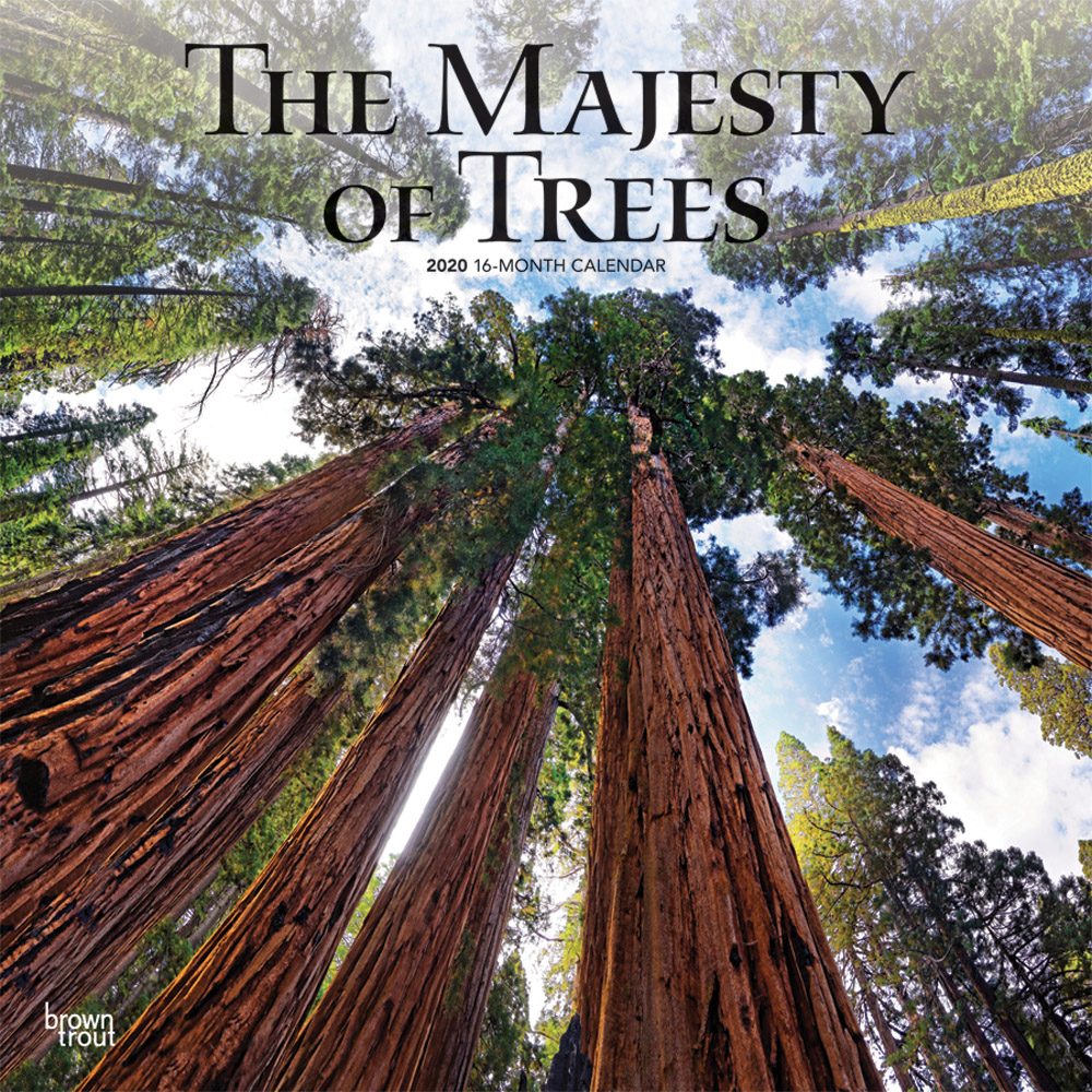 Majesty of Trees, the 2020 Square (Other) - Walmart.com