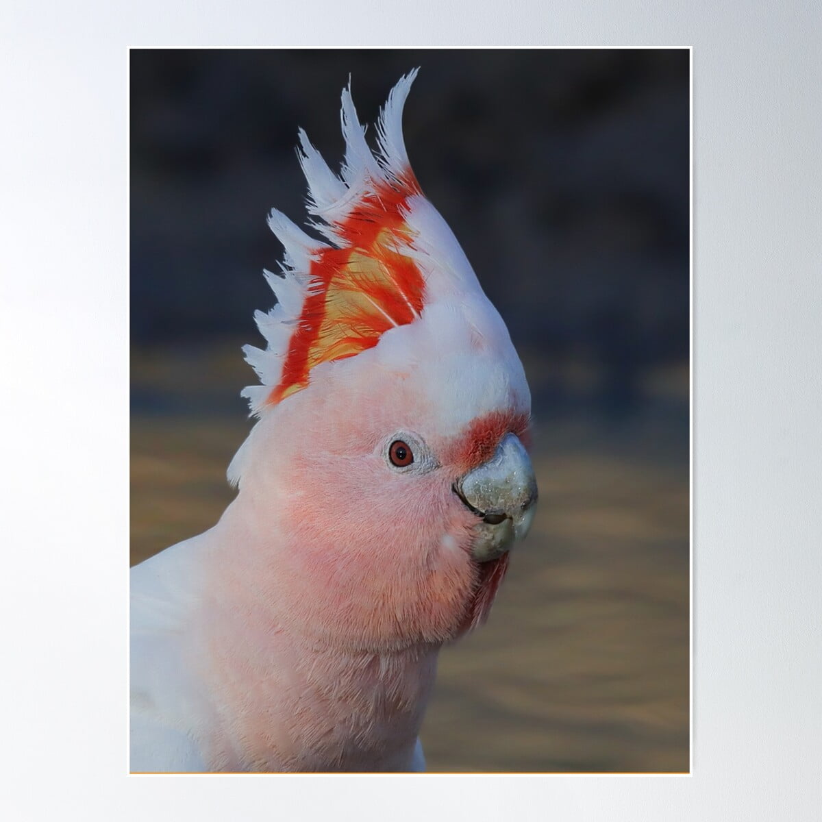 Major Mitchell Cockatoo 1 Poster Wall Art, Modern Wall Decor For Living ...