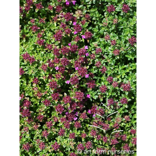 Major Red Thyme Plant - Great Groundcover - Perennial - Gallon Pot ...