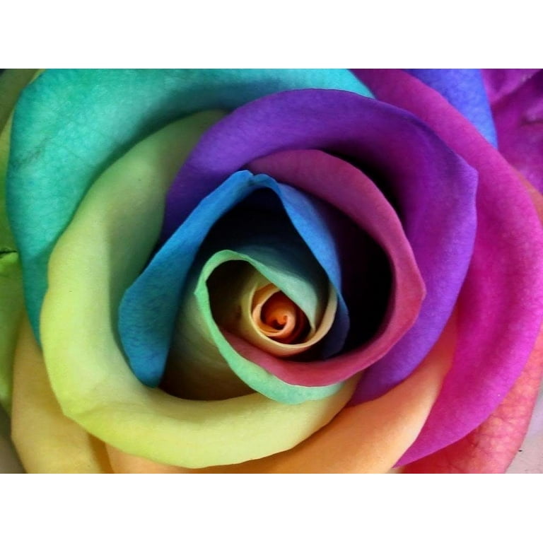 Real Rainbow Rose Growing